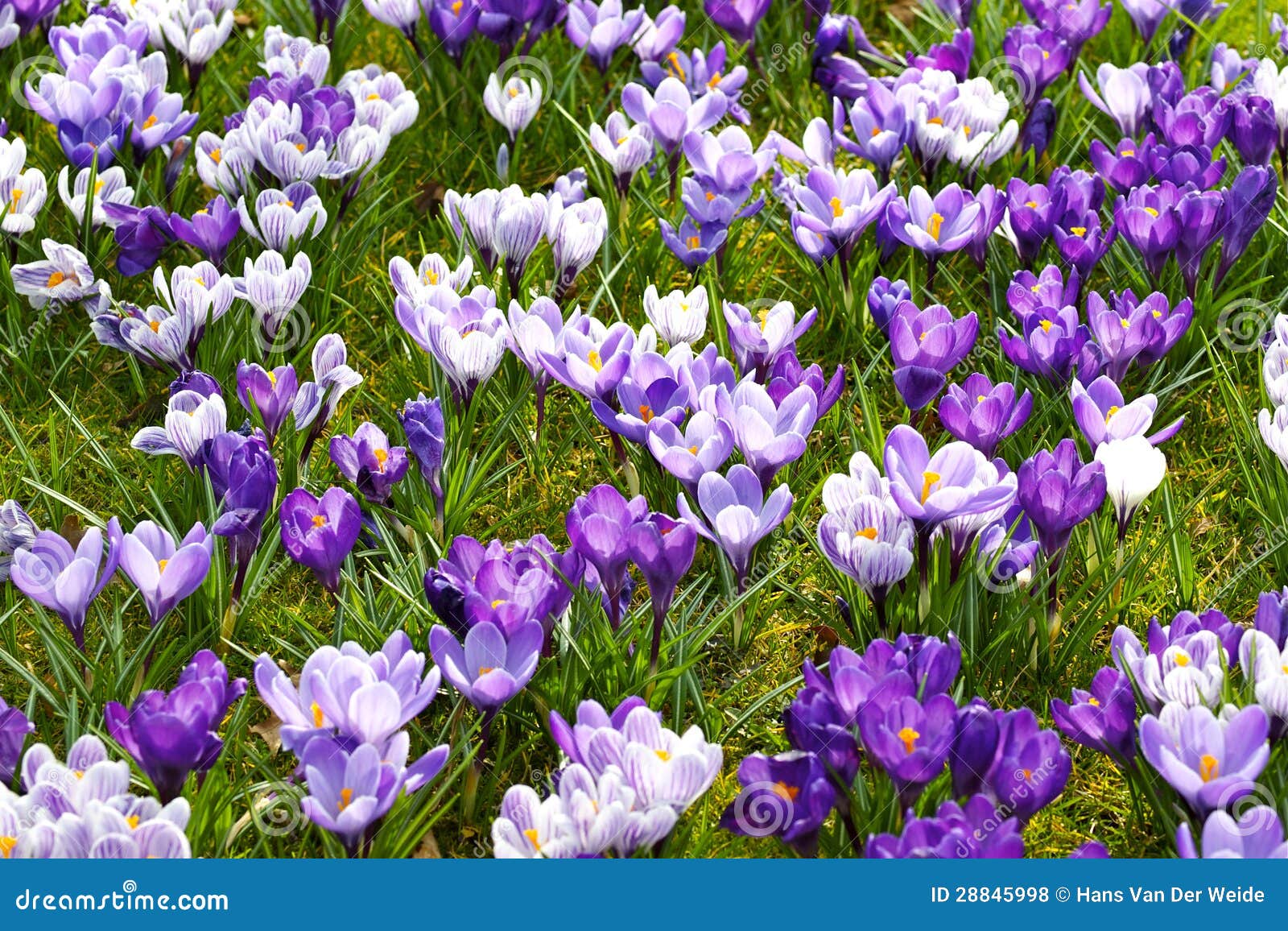 Colorful crocus stock photo. Image of graphics, crocus - 28845998