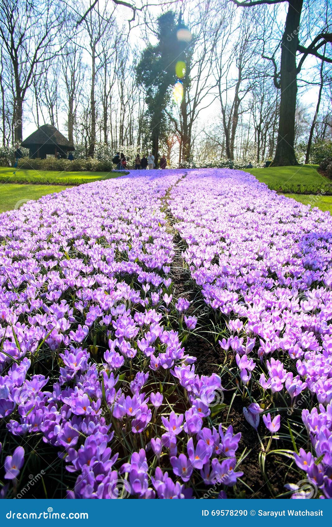 Colorful Crocus Flower Garden Stock Photo - Image of colorful ...