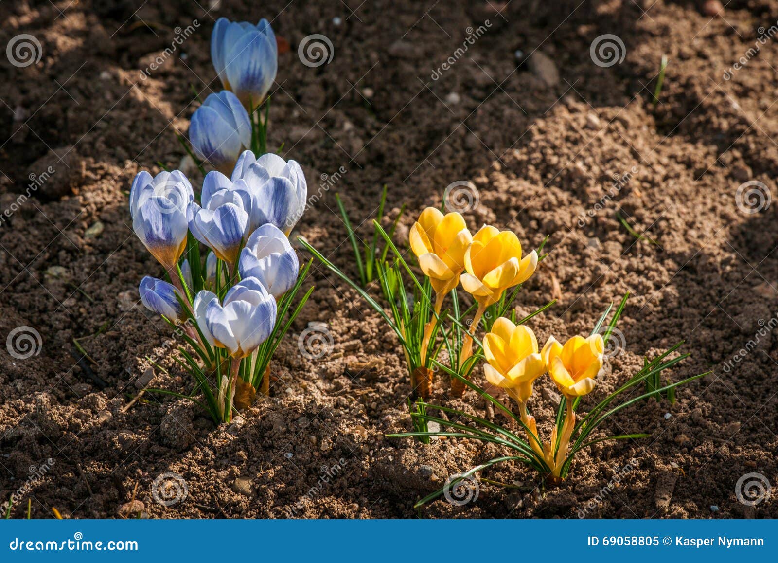 Colorful Crocus Flowers in the Springtime Stock Image - Image of graft ...