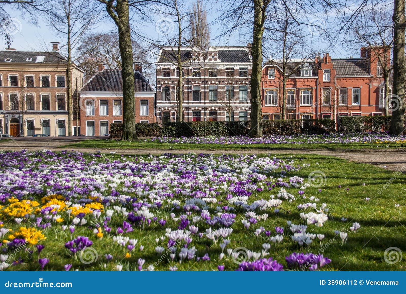 Colorful Crocuses at the Ossenmarkt in Groningen Stock Photo - Image of ...