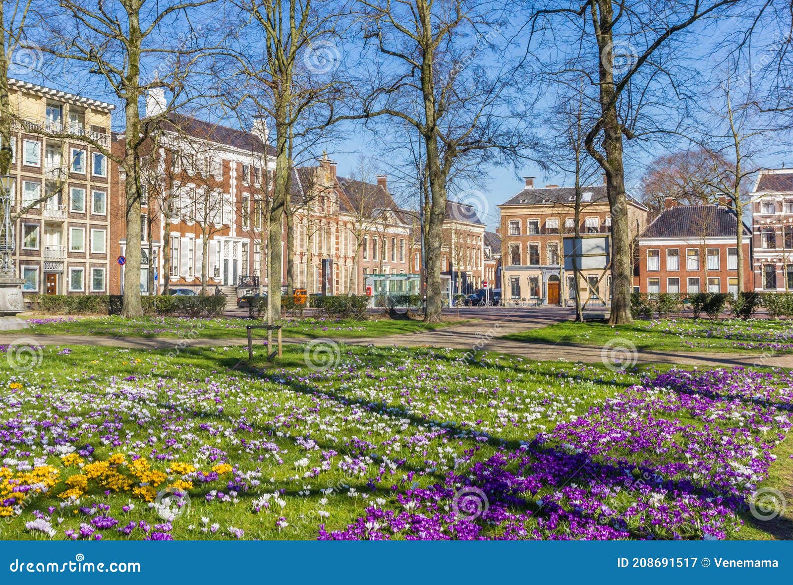 Colorful Crocuses in a Park in Groningen Stock Image - Image of ...