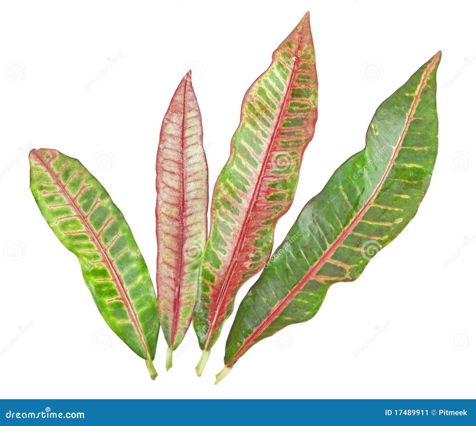 Croton Leaf - Codiaeum Variegatum Stock Photography | CartoonDealer.com ...