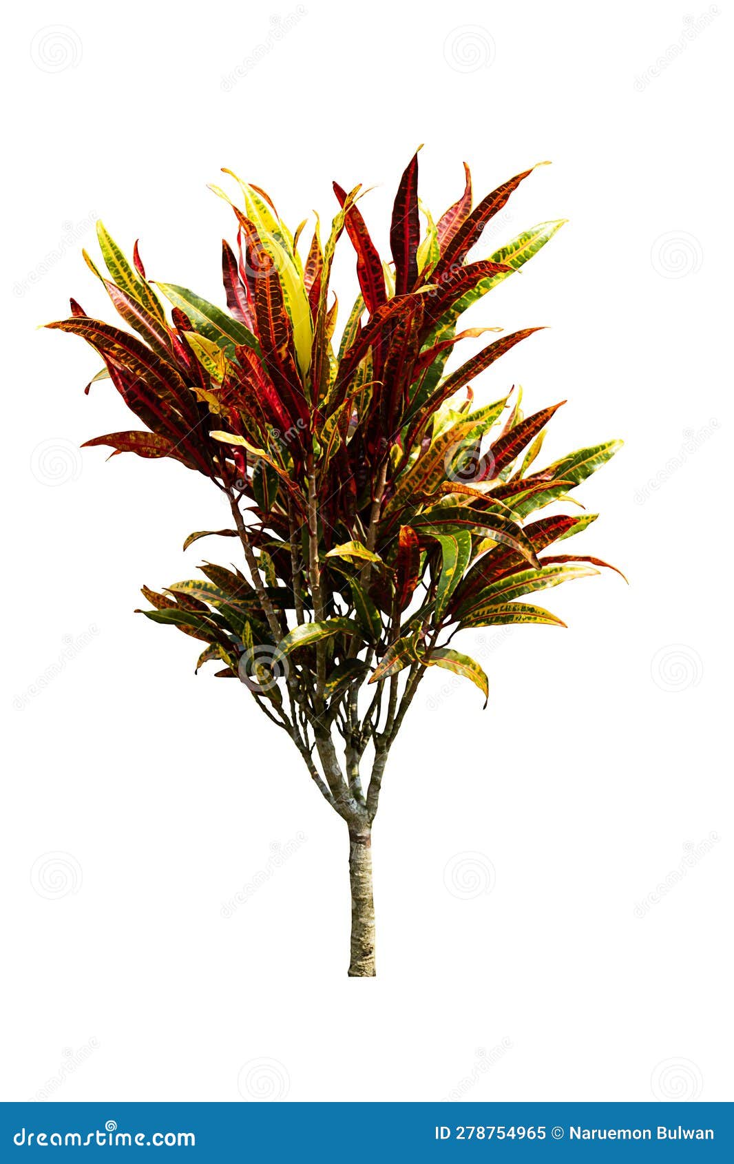 Croton Leaf - Codiaeum Variegatum Stock Photography | CartoonDealer.com ...