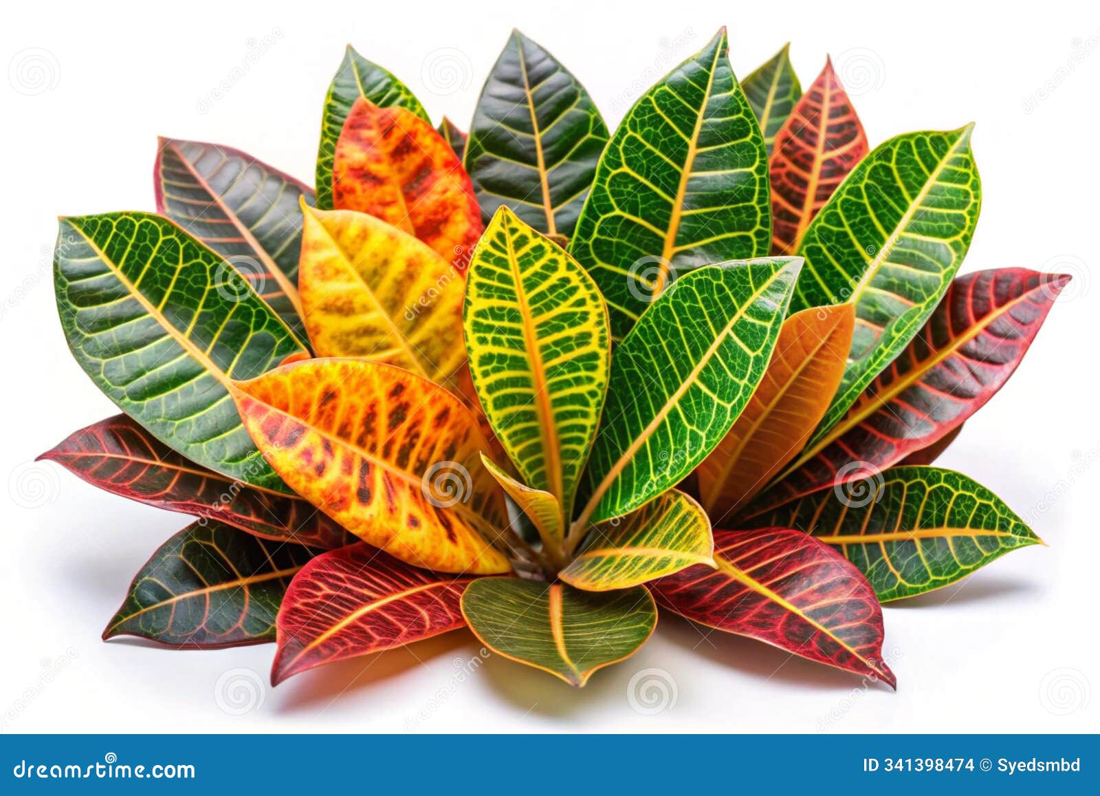 Croton Colorful House Plant Top View Vector. | CartoonDealer.com #318192038