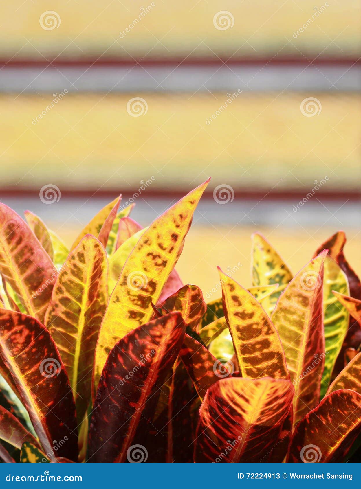 Colorful Croton Tree. stock image. Image of hawaii, decorative - 72224913