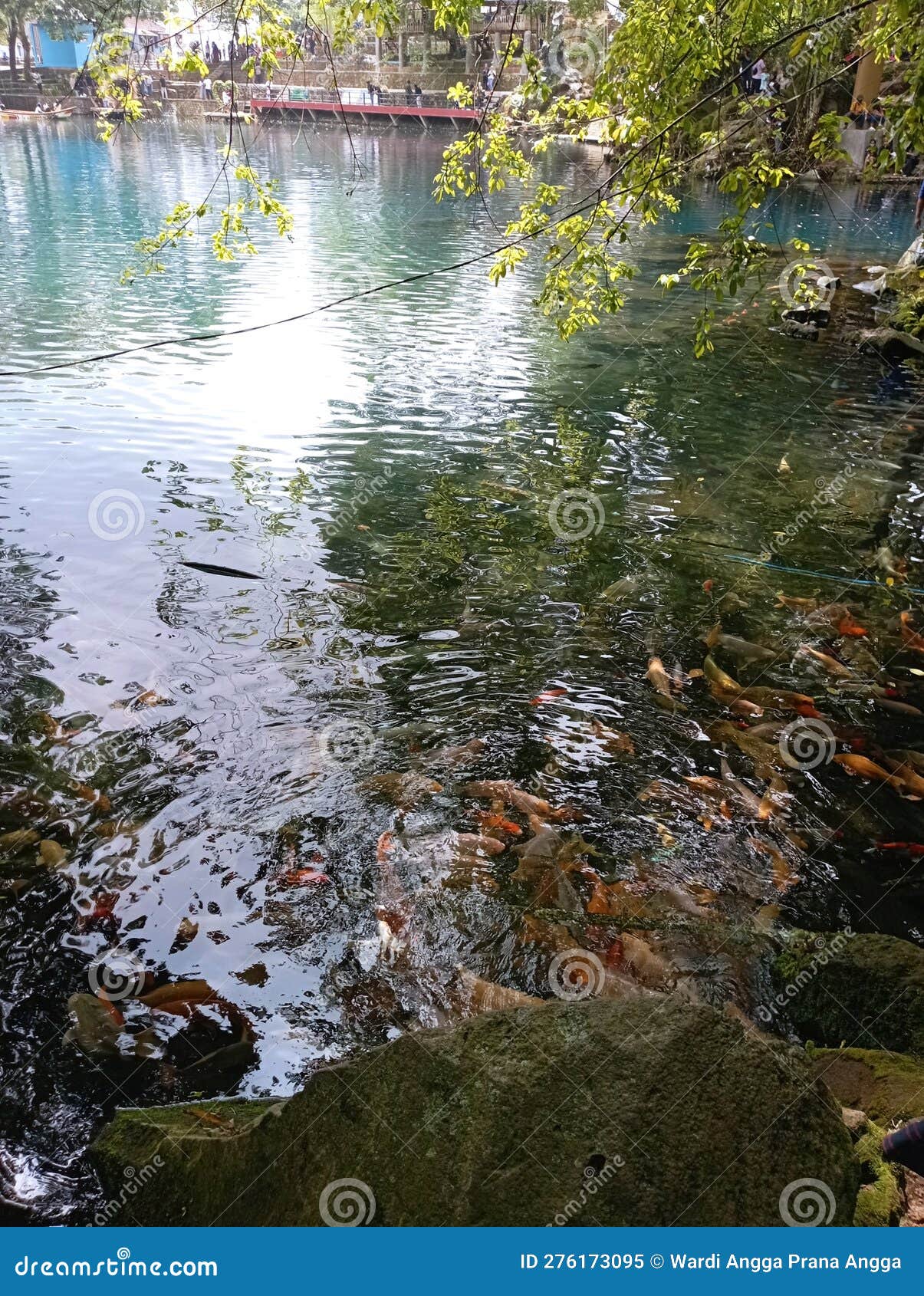 Colorful Crowds of Beautiful Fish in the Lake Stock Image - Image of ...