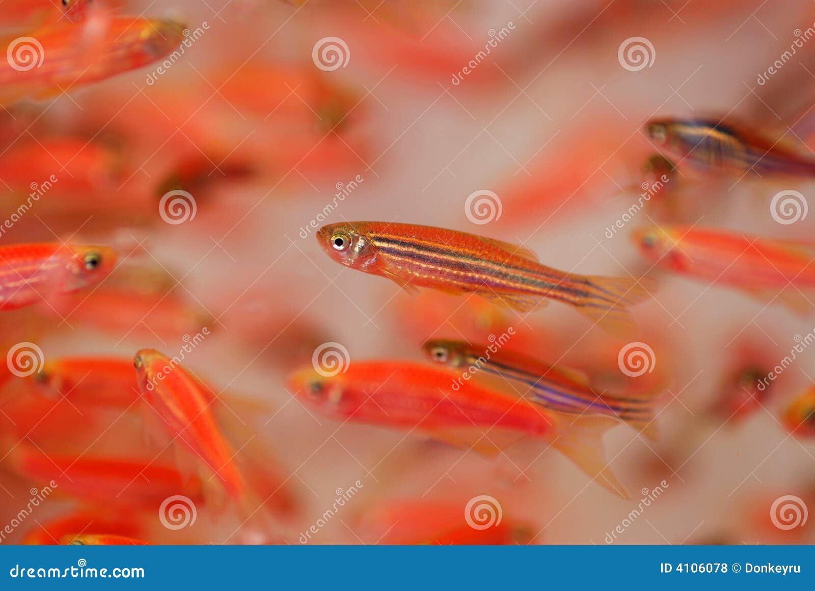 Crystal Fish Stock Photography | CartoonDealer.com #22327892