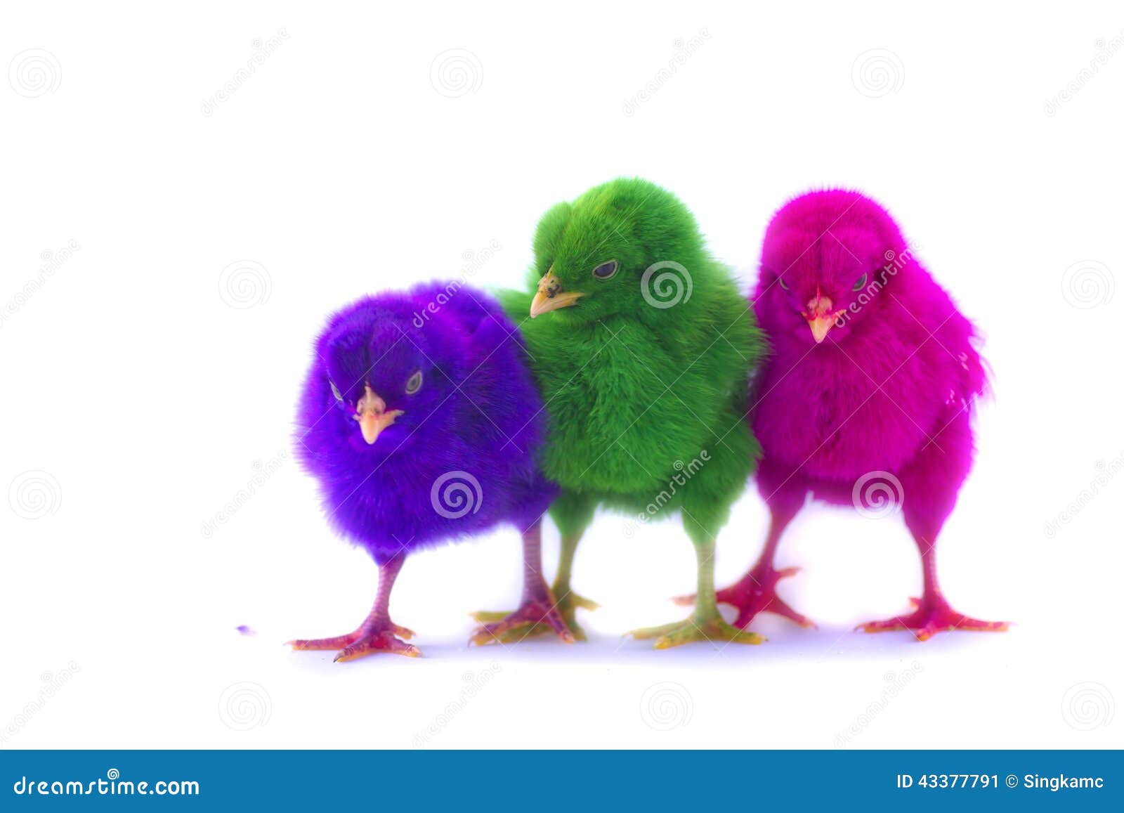 Colorful of Cute Chicks stock image. Image of animal - 43377791