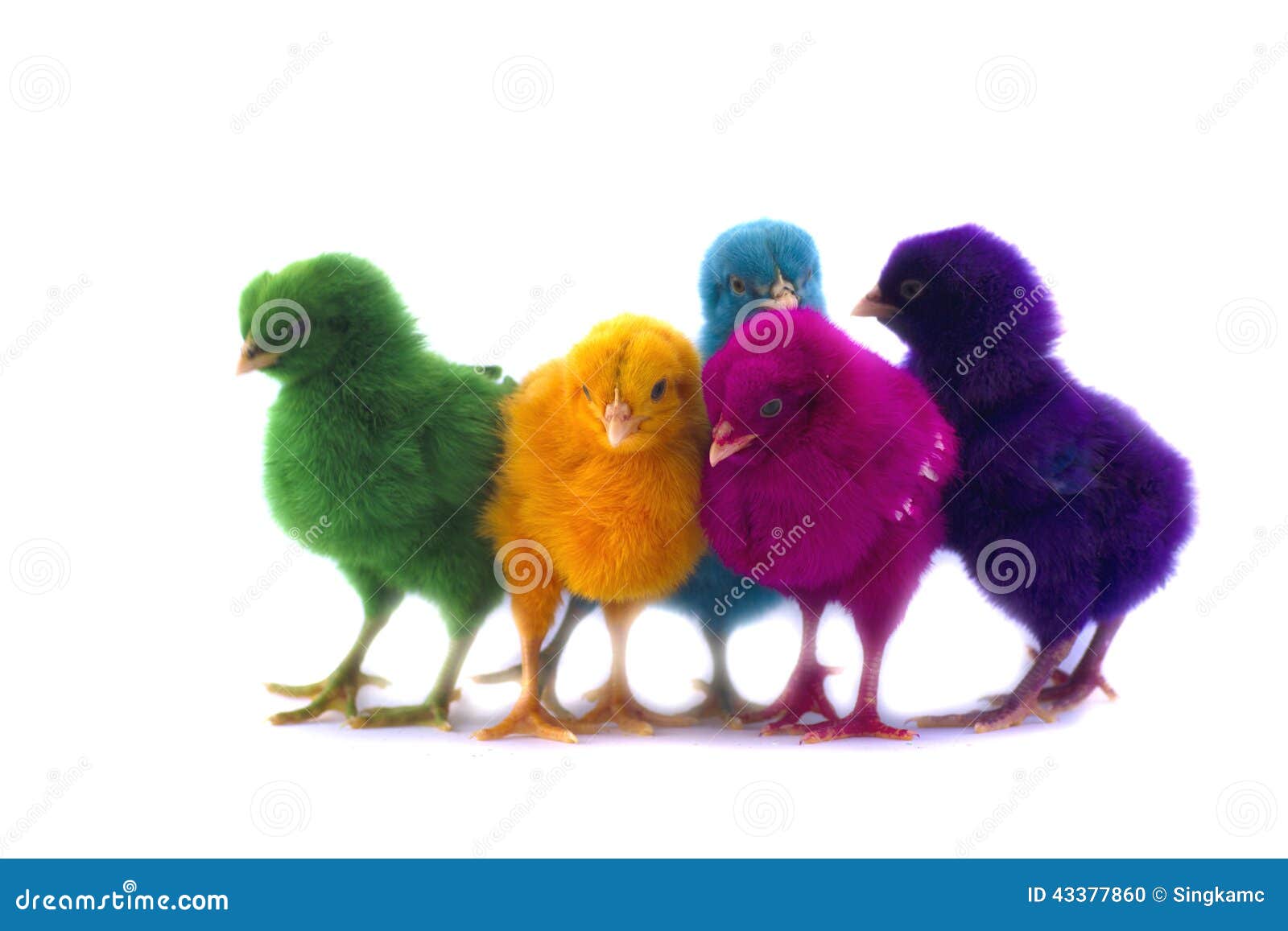 Colorful of Cute Chicks stock photo. Image of amazing - 43377860
