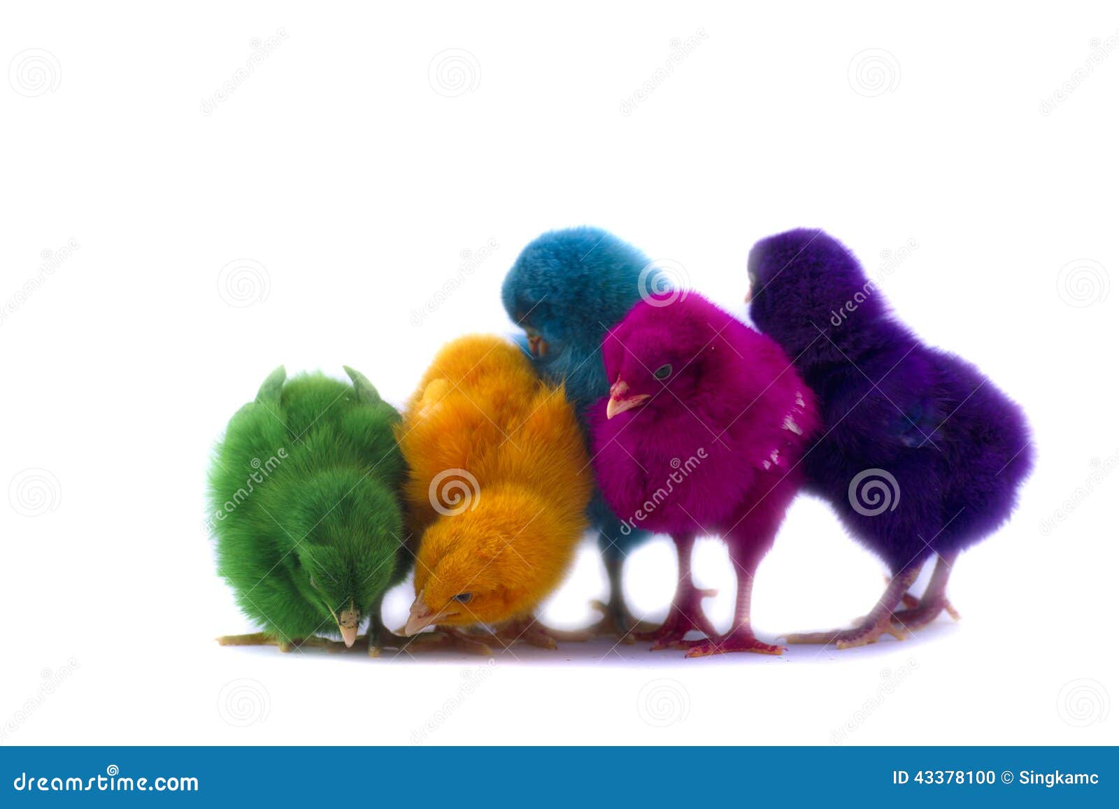 Colorful of Cute Chicks stock photo. Image of animal - 43378100