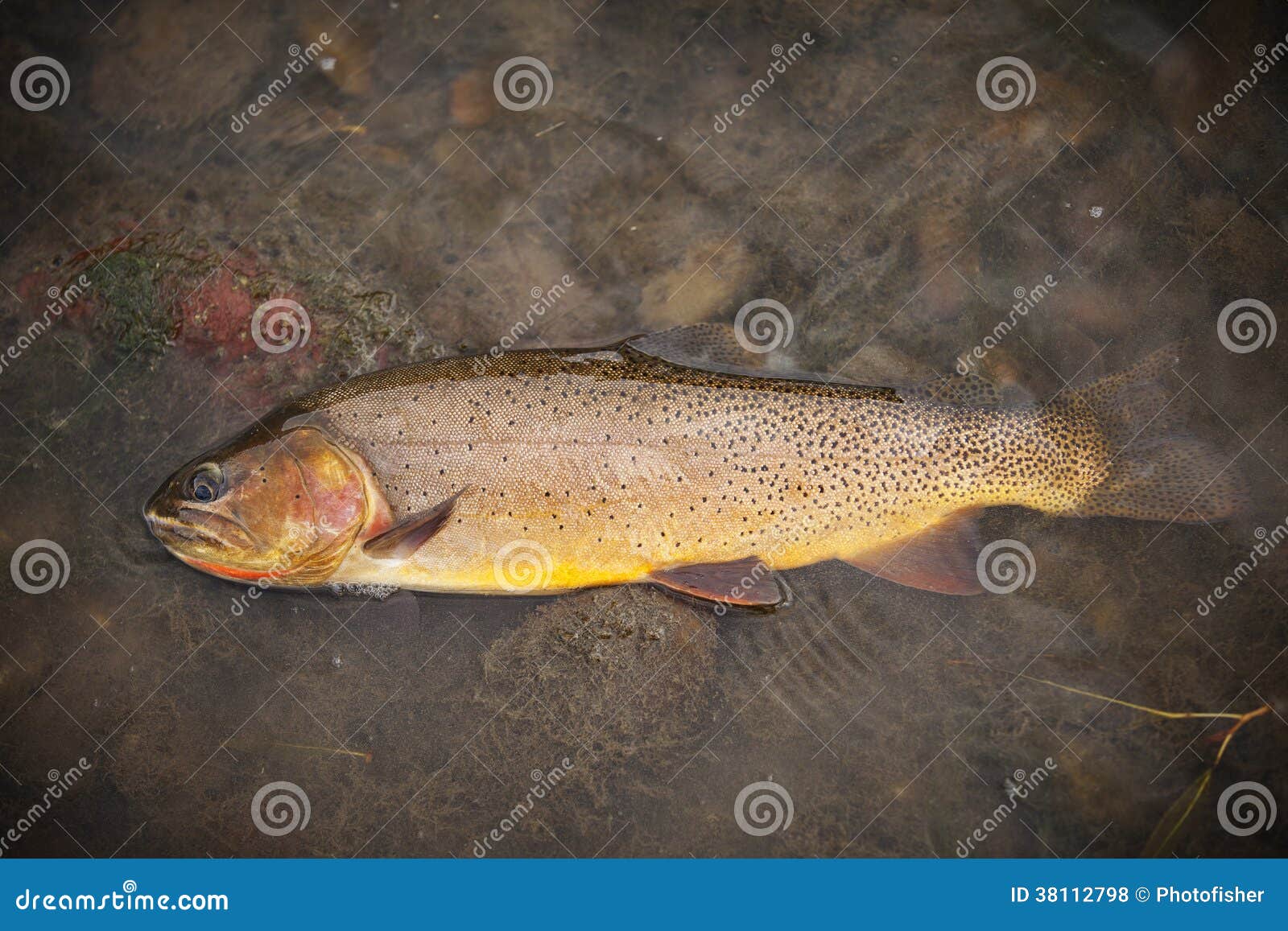 Colorful cutthroat trout stock photo. Image of fish, throat - 38112798