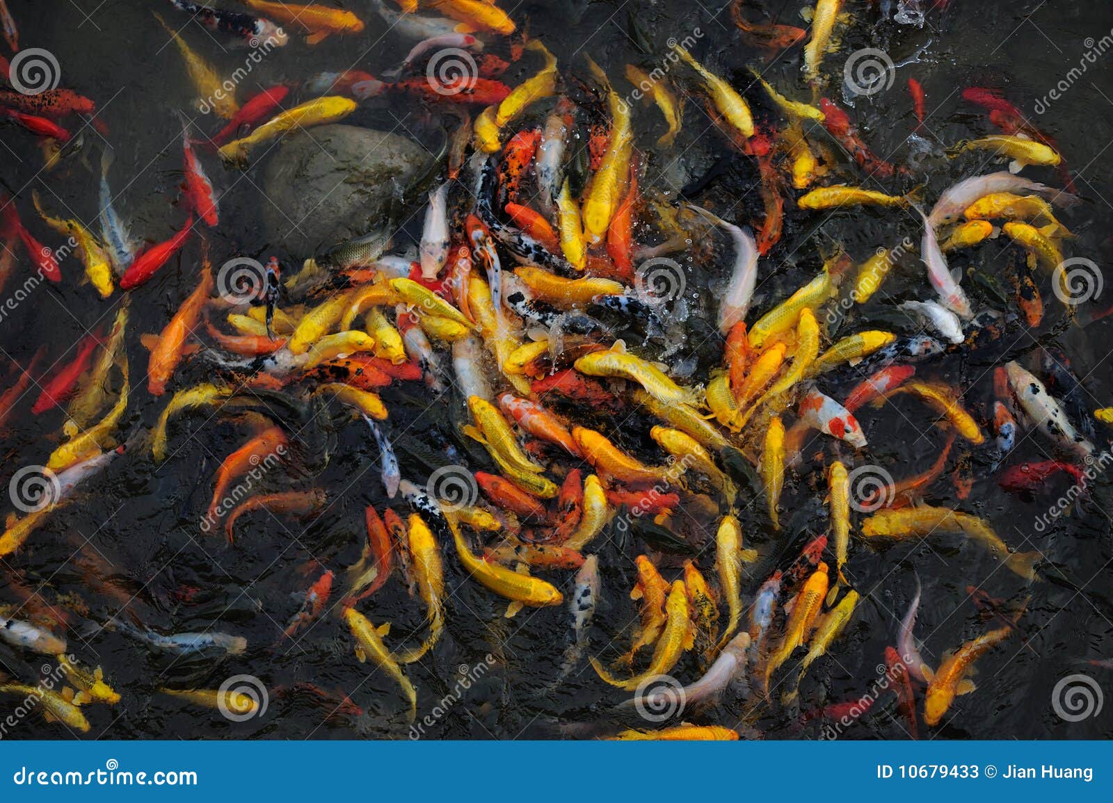 Colorful cyprinus carpio stock image. Image of color - 10679433