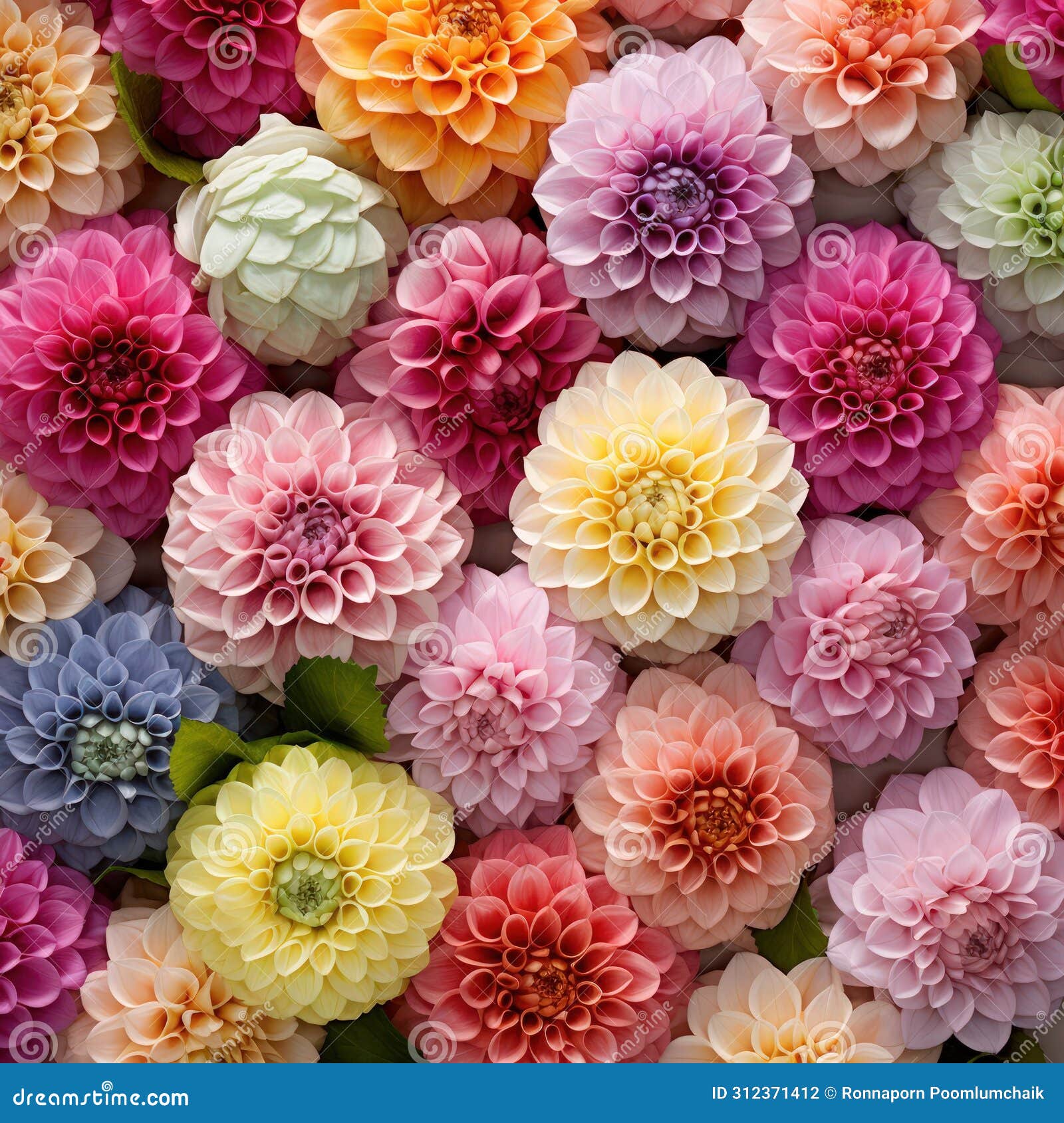 Colorful Dahlia Texture Background Stock Illustration - Illustration of purple, print: 312371412
