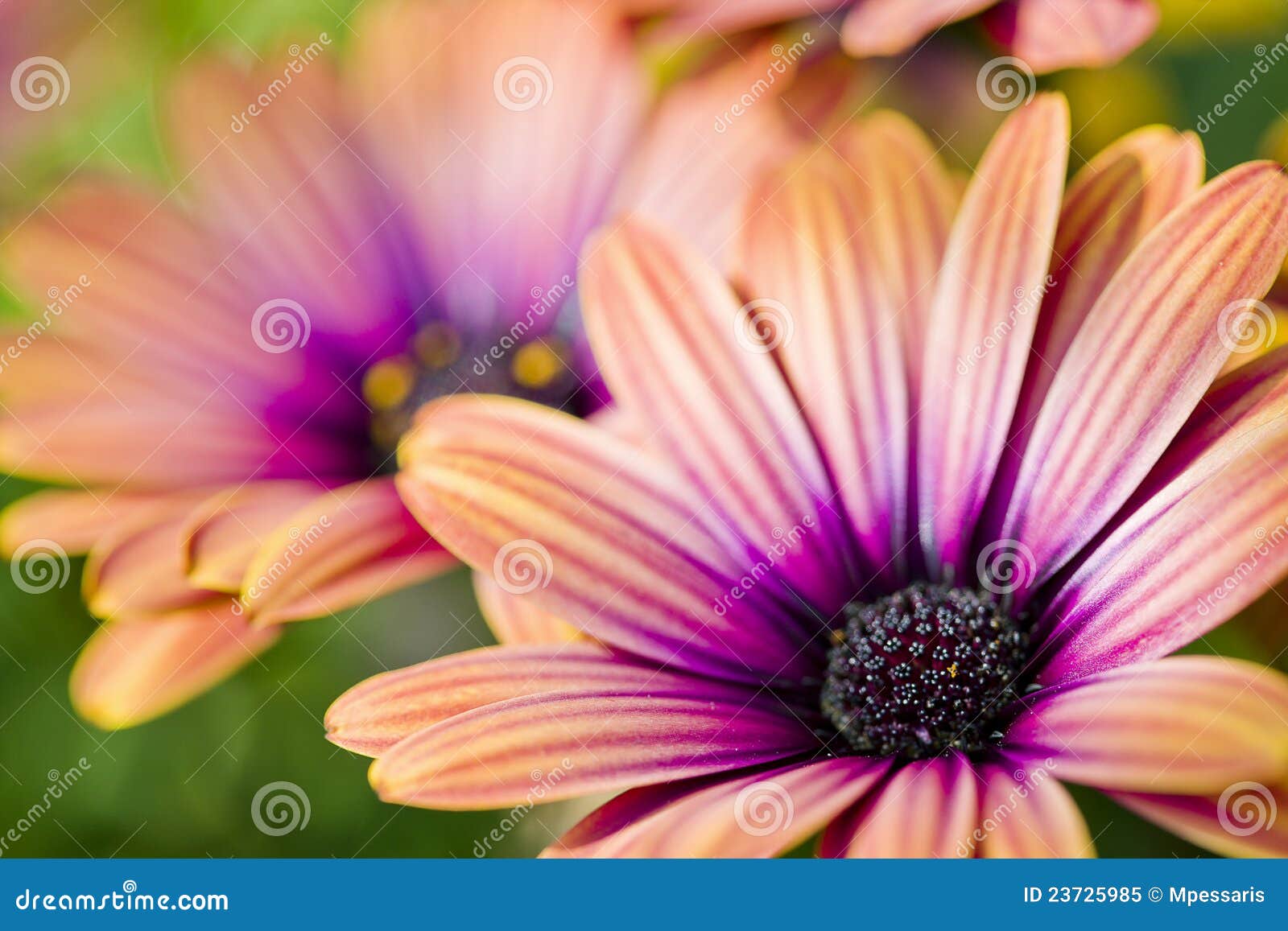 Colorful Daisies stock image. Image of yellow, green - 23725985