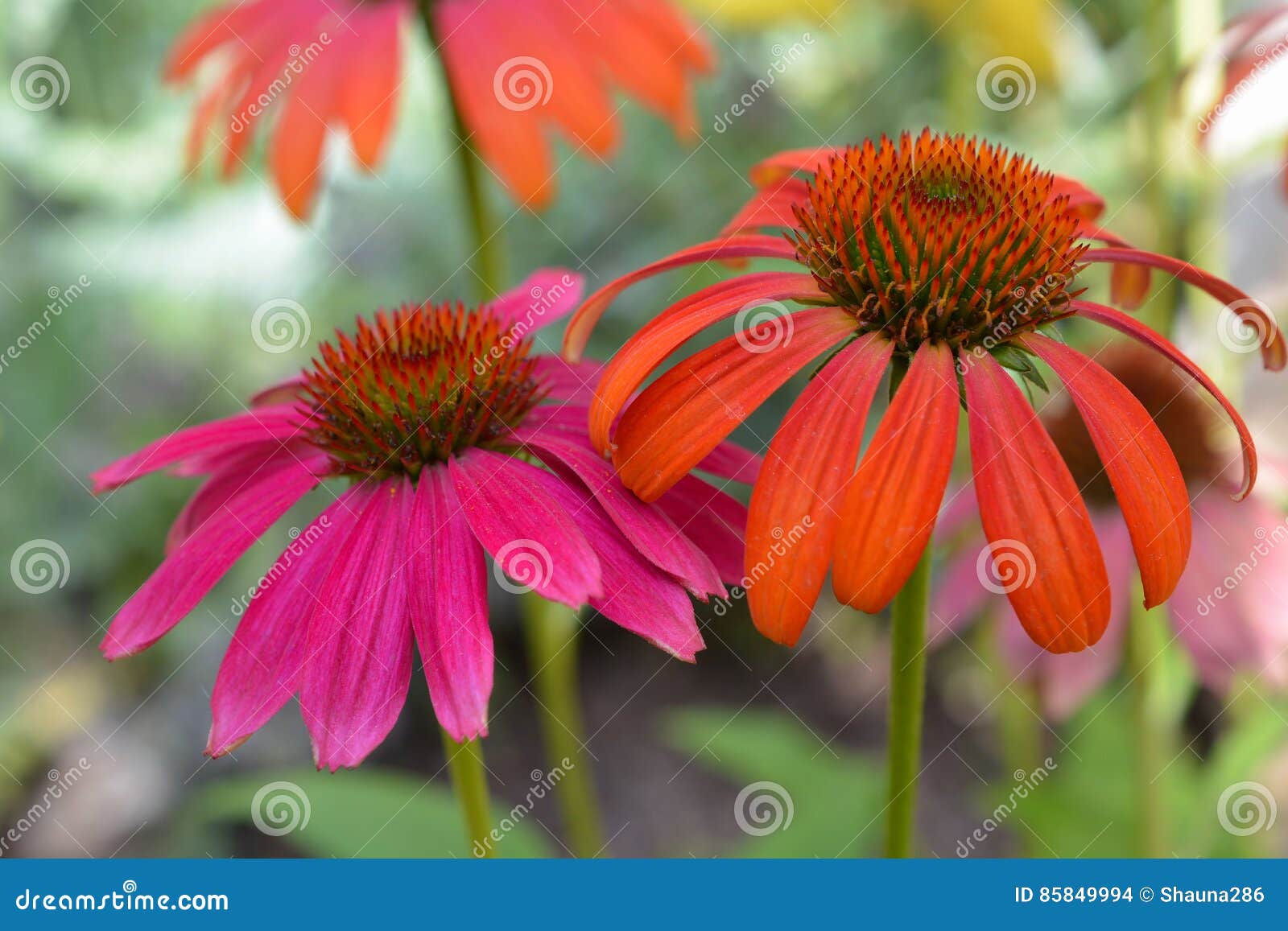 Colorful Daisies Blooming in a Field Stock Photo - Image of natural ...