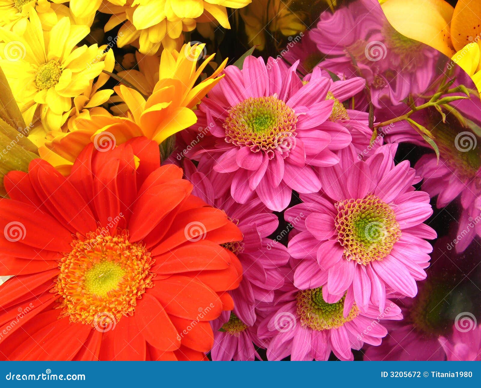 Colorful Daisy Flower Stock