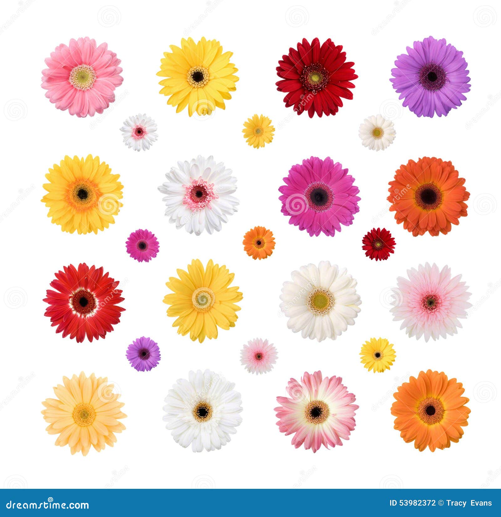 635 Multicolor Daisies Stock Photos - Free & Royalty-Free Stock Photos ...