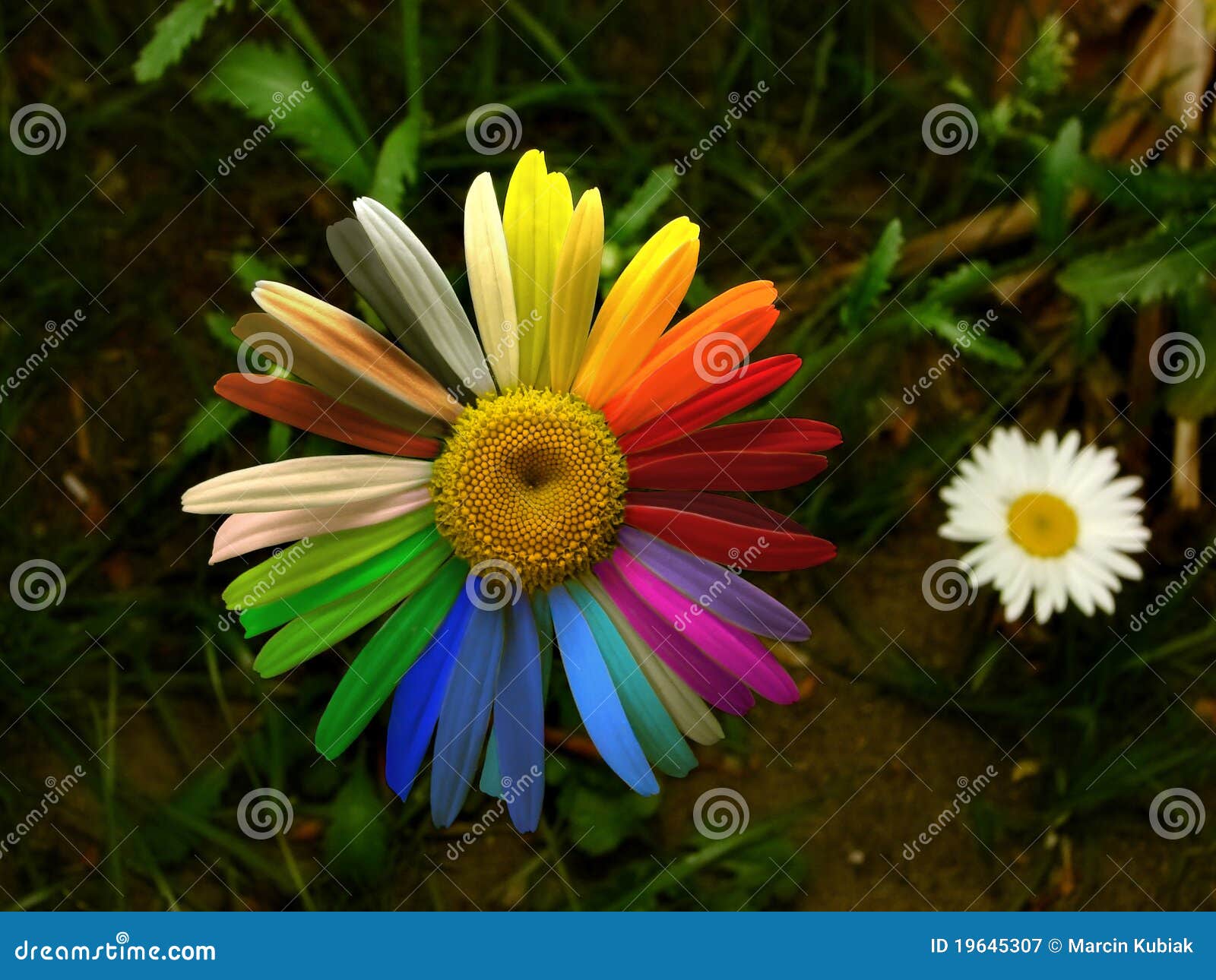 Colorful daisy stock image. Image of garden, flower, blue - 19645307