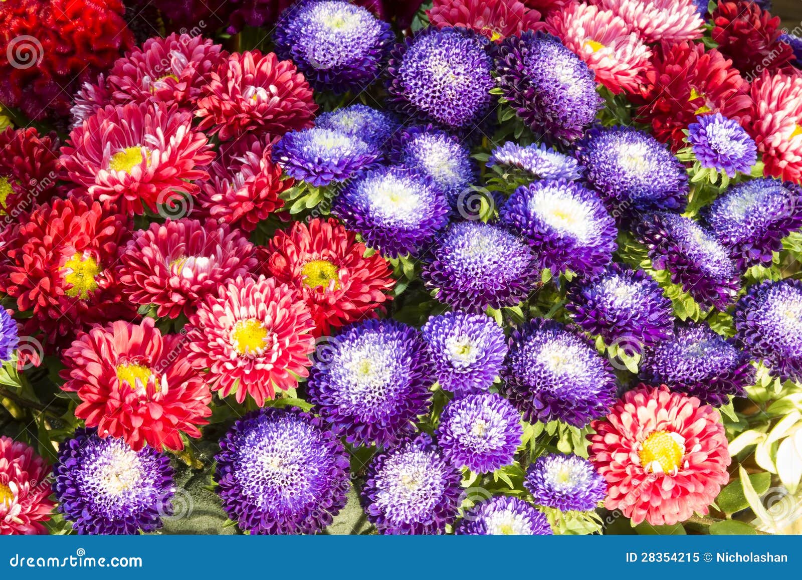 Colorful daisy stock image. Image of growth, summertime - 28354215