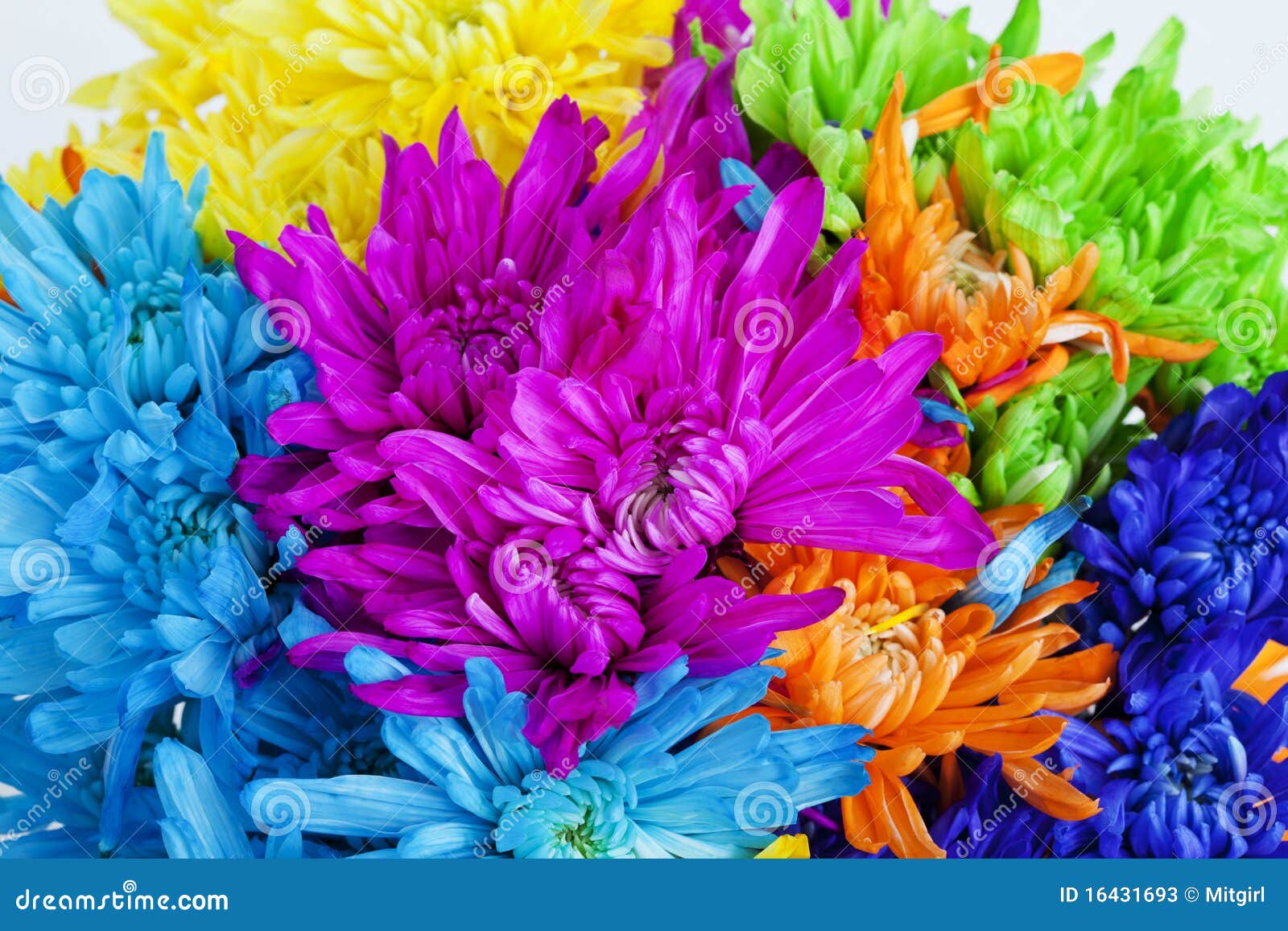 Colorful Daisy Flower Wallpaper