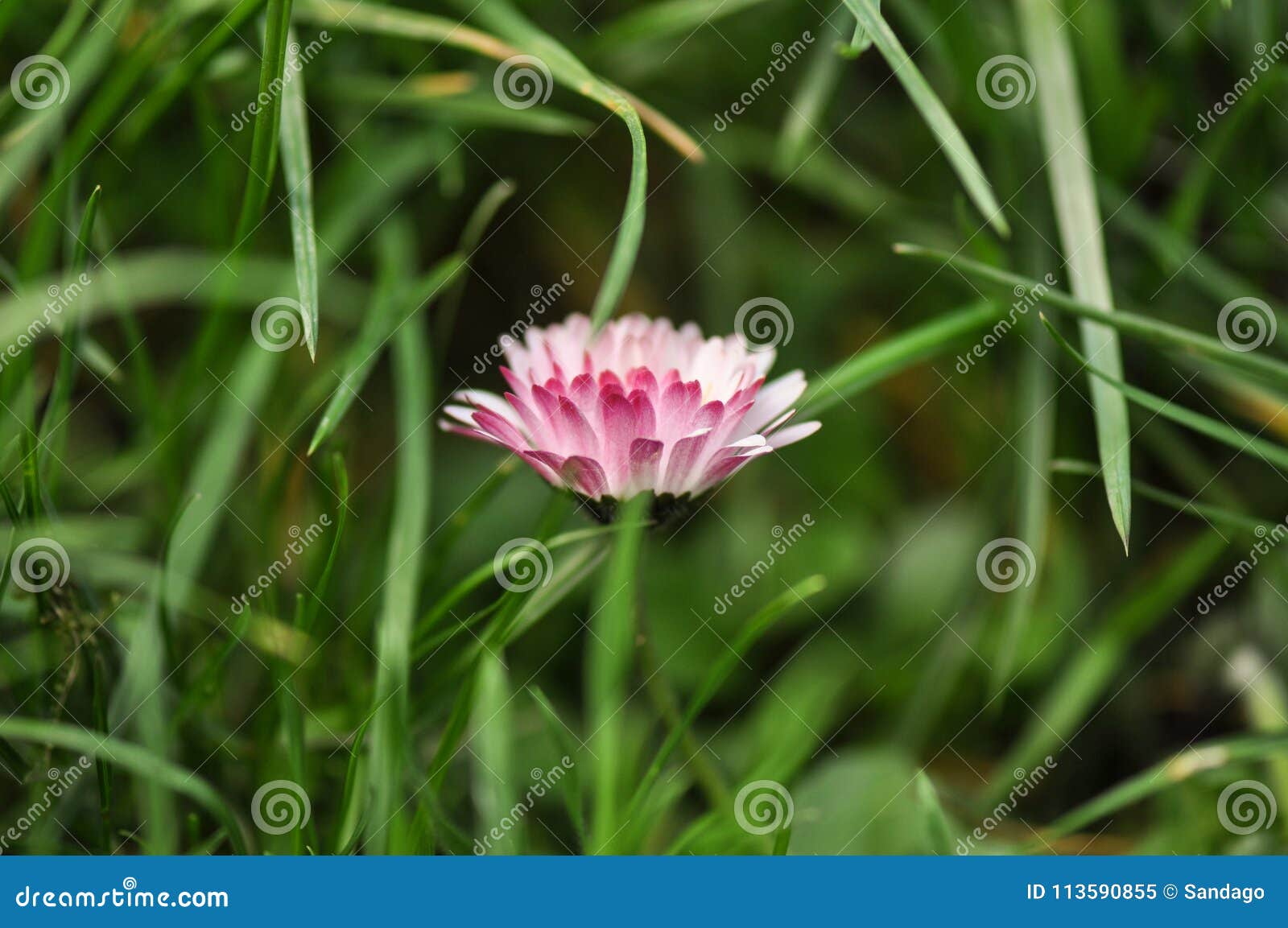 Colorful Daisy Flower in Bloom Stock Image - Image of blooms, colours ...