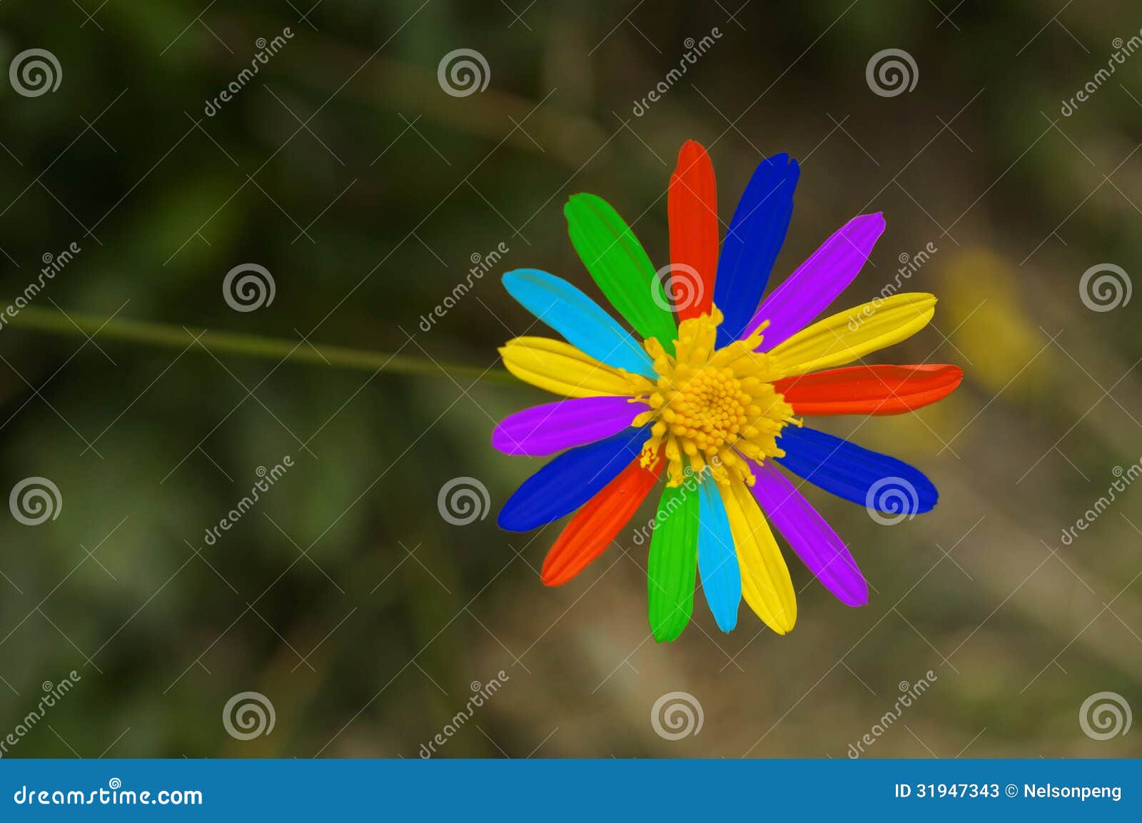 Colorful daisy flower stock image. Image of flower, daisy - 31947343