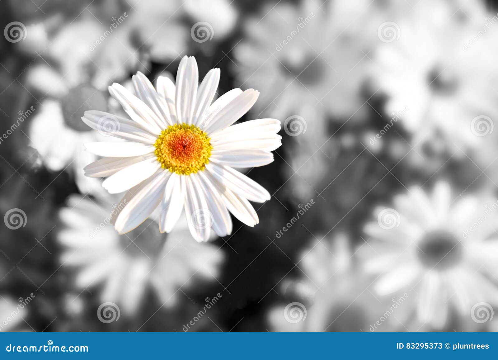 Colorful Daisy Flower, Hope Stock Image - Image of bright, close: 83295373