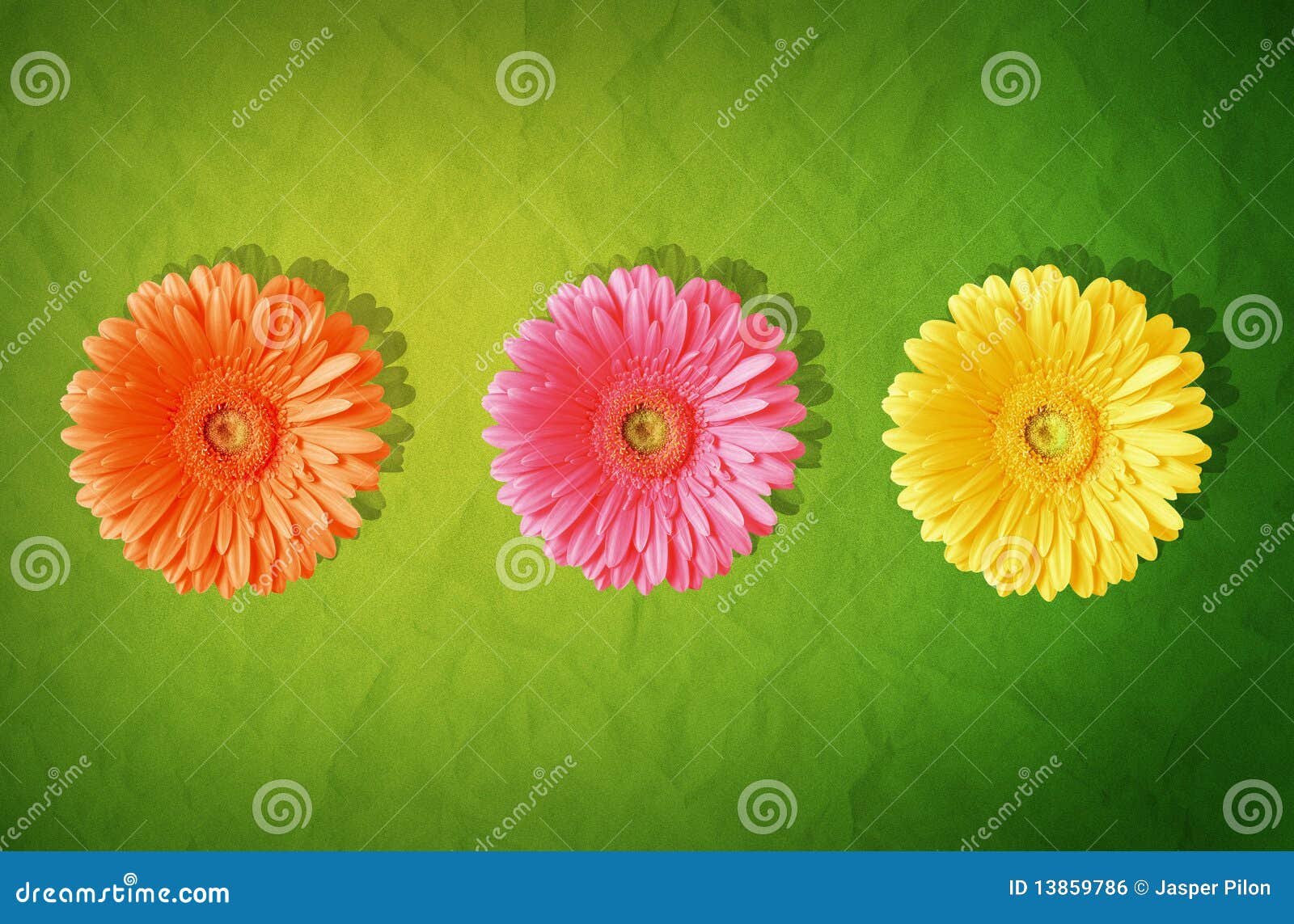 Colorful daisy flowers stock photo. Image of line, coloured - 13859786