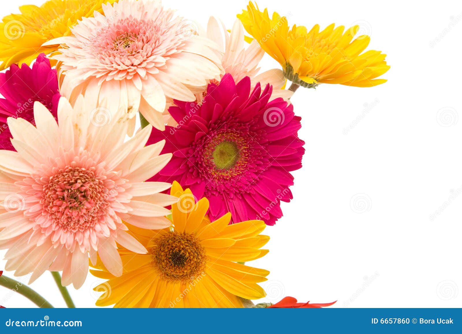 Colorful daisy flowers stock photo. Image of plant, blossom - 6657860