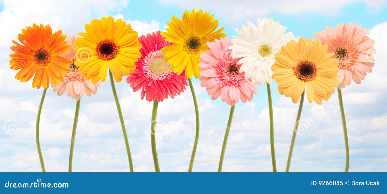 Colorful daisy flowers stock image. Image of plantlife - 9266085