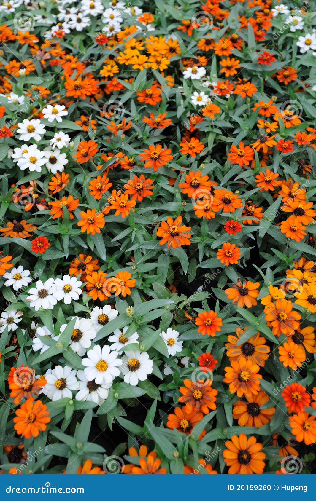 Colorful Daisy Flowers Background Stock Photo - Image of blossom ...