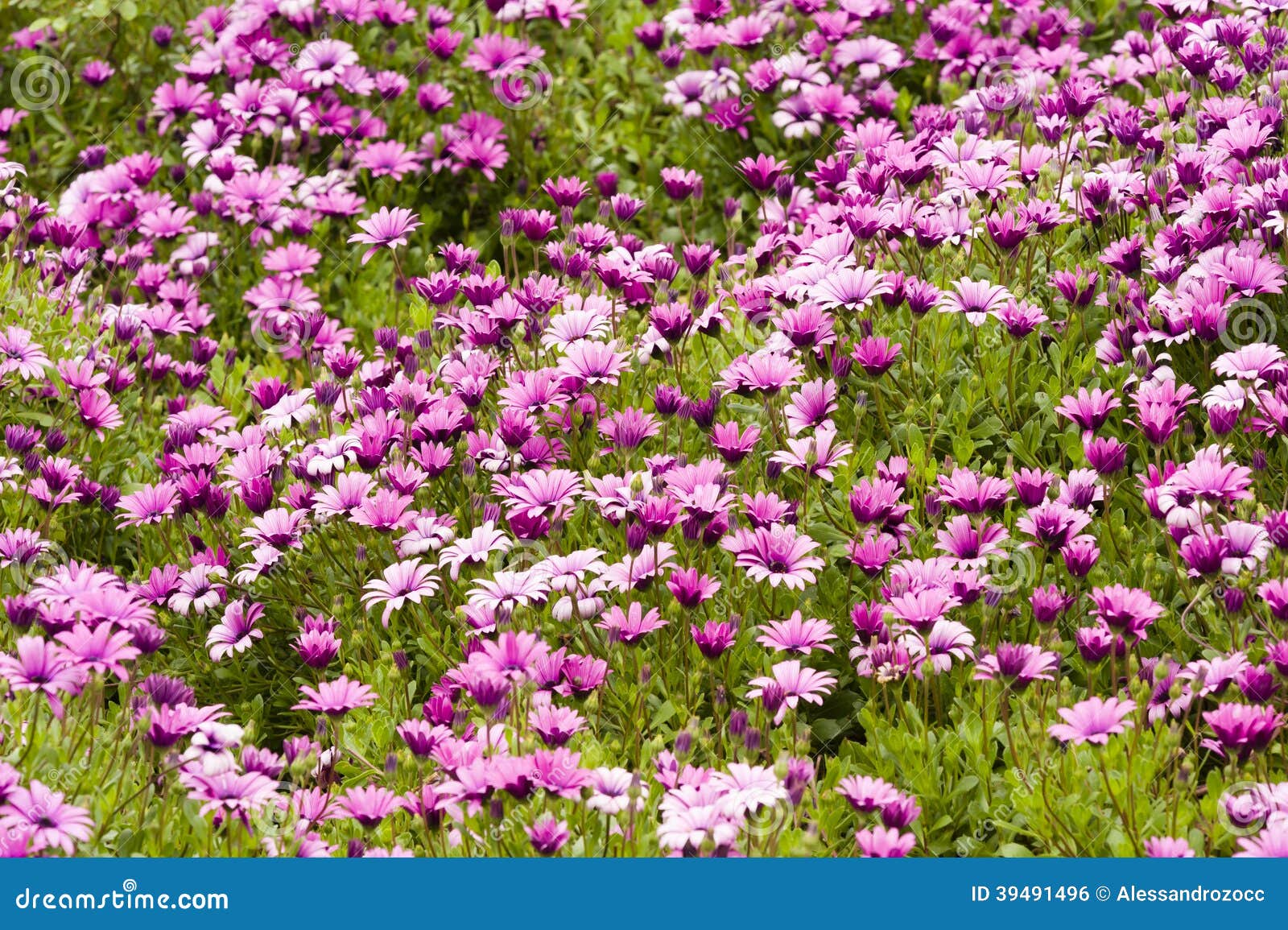 Colorful Daisy in Full Bloom Stock Photo - Image of pistil, fresh: 39491496