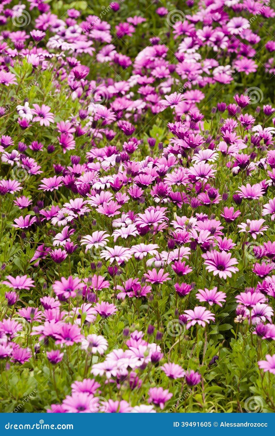 Colorful Daisy in Full Bloom Stock Image - Image of daisy, purple: 39491605
