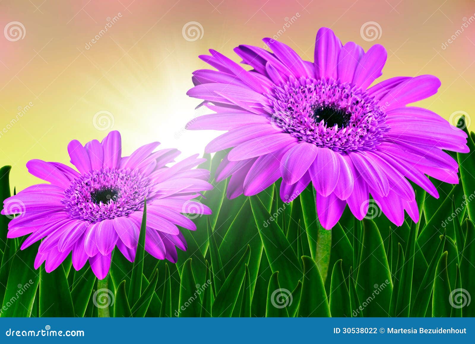 Colorful Daisy Gerbera Flowers in a Field Stock Photo - Image of ...