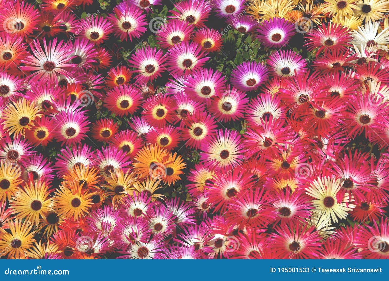 Colorful Daisy Natural Pattern Background Stock Image - Image of garden ...