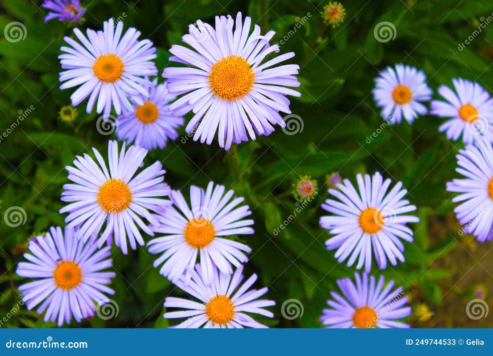 Colorful Daisy in the Summer Field in the Summer Stock Image - Image of ...