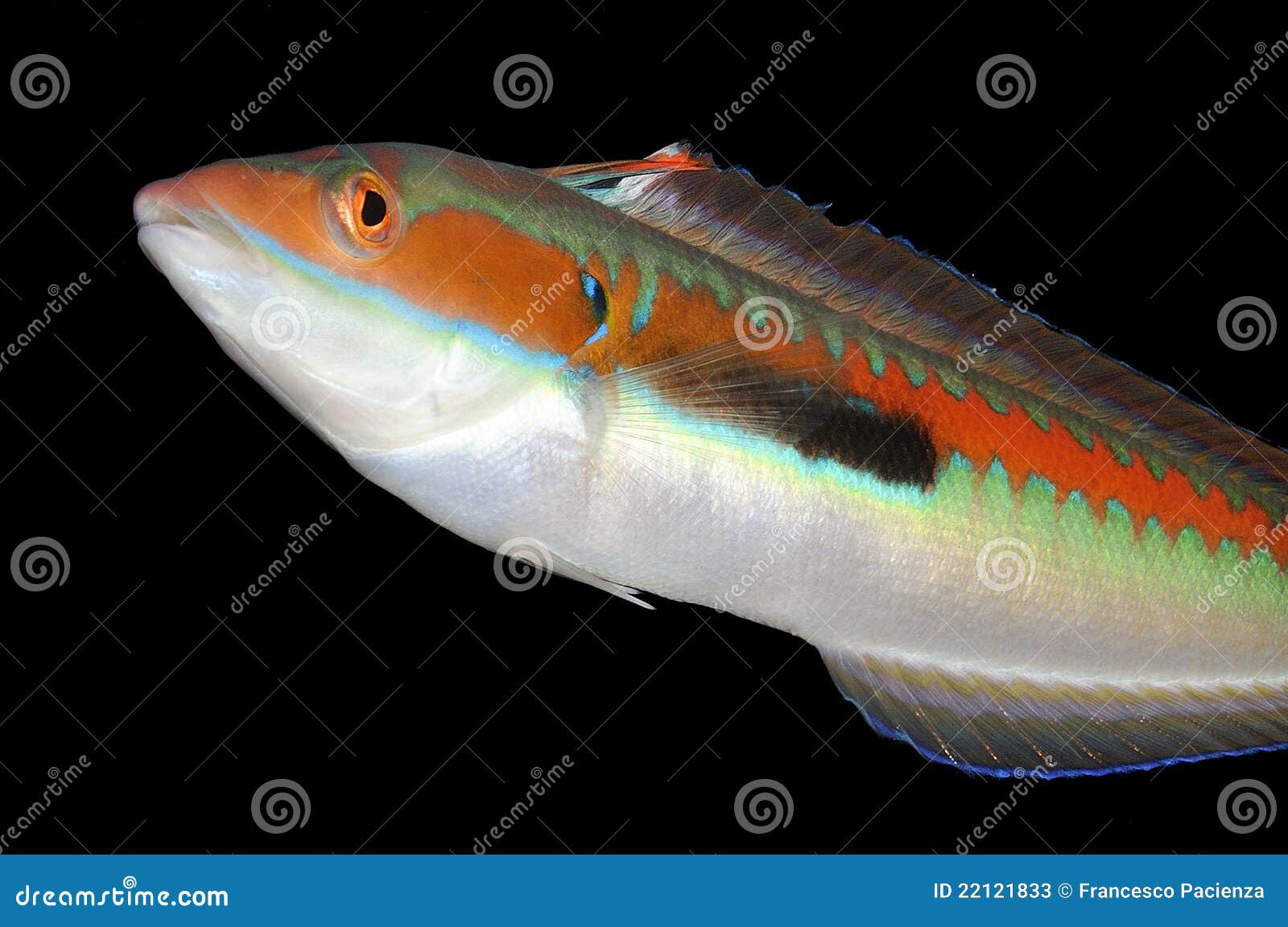 Damsel Fish Royalty-Free Stock Image | CartoonDealer.com #31191136
