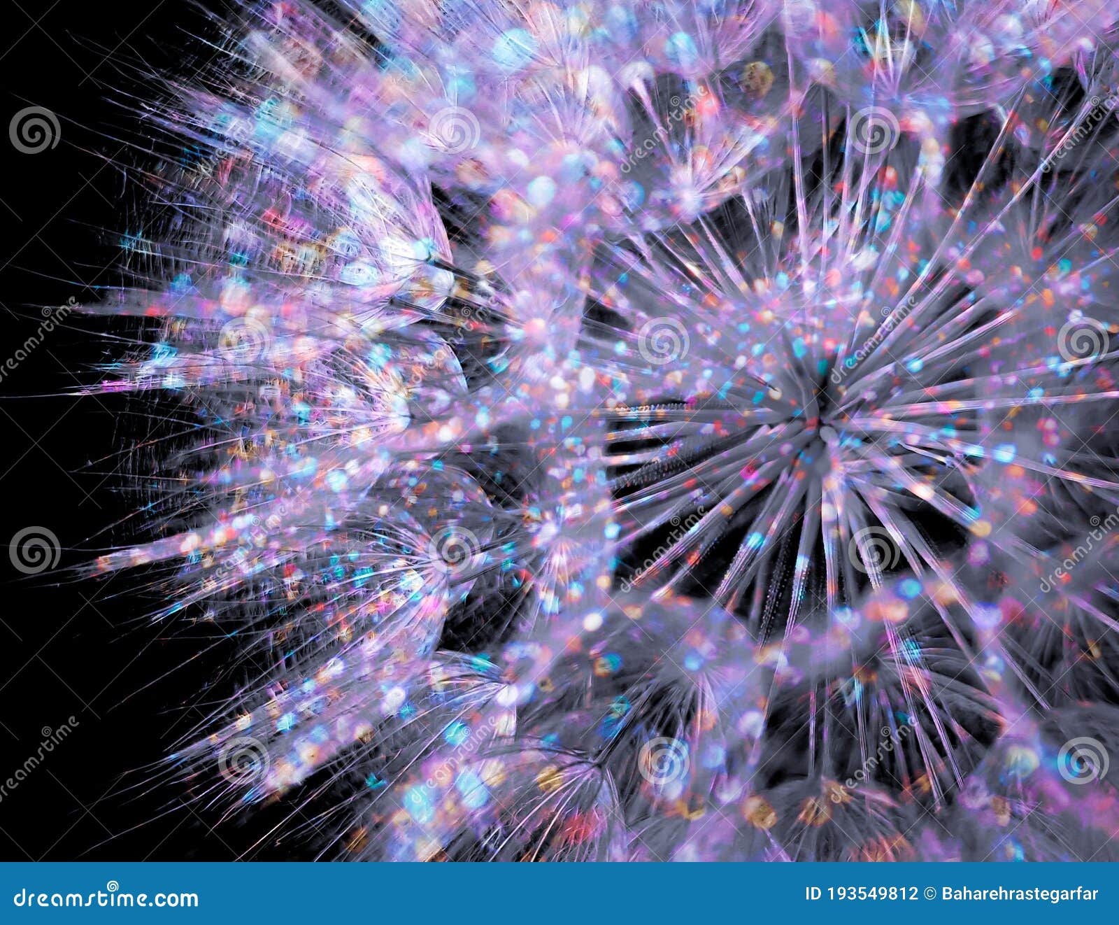 Colorful Dandelion Isolated on Black. Stock Photo - Image of purple ...