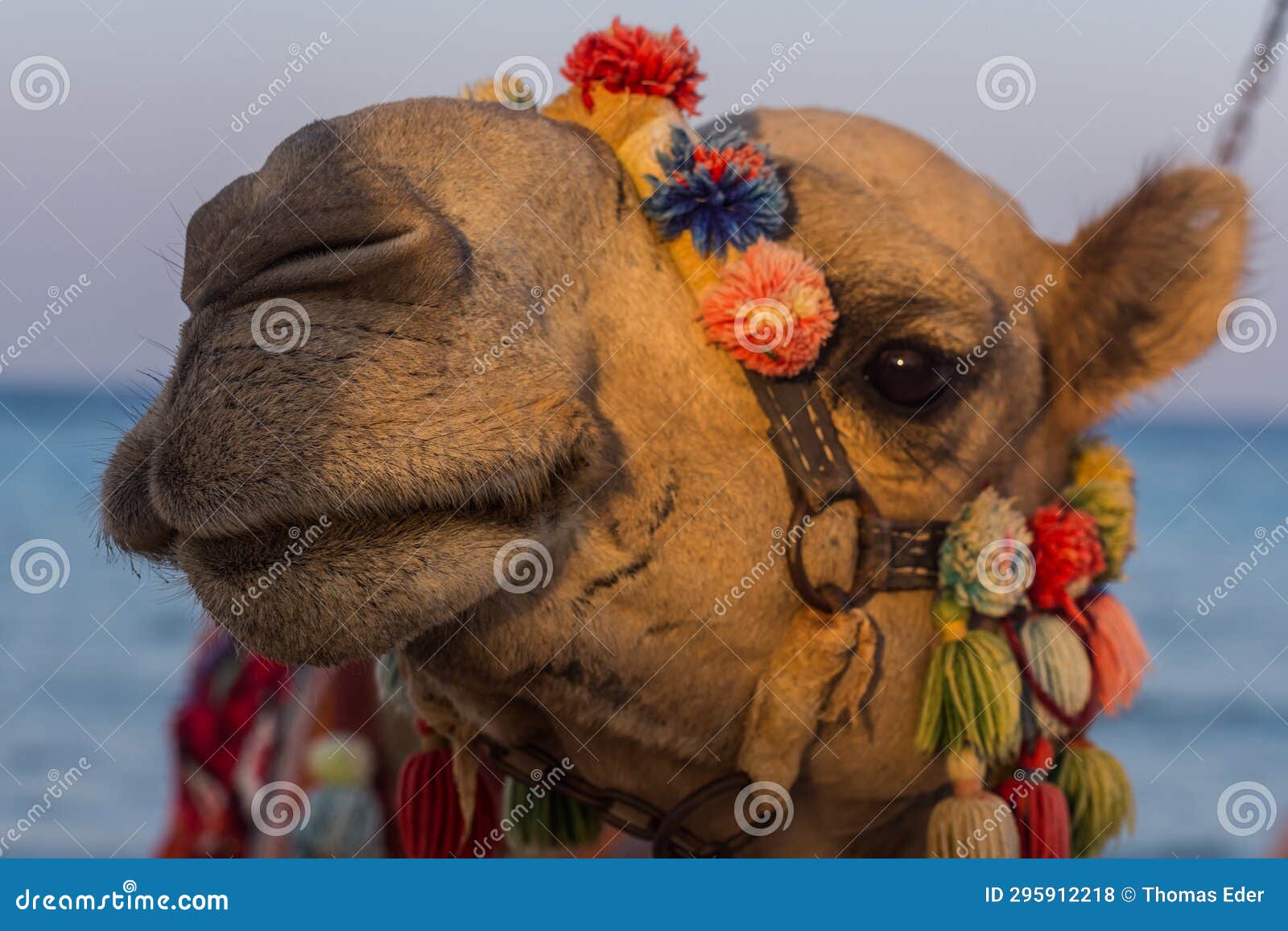 Colorful Decorated Camel Looking at the Beach Stock Photo - Image of ...