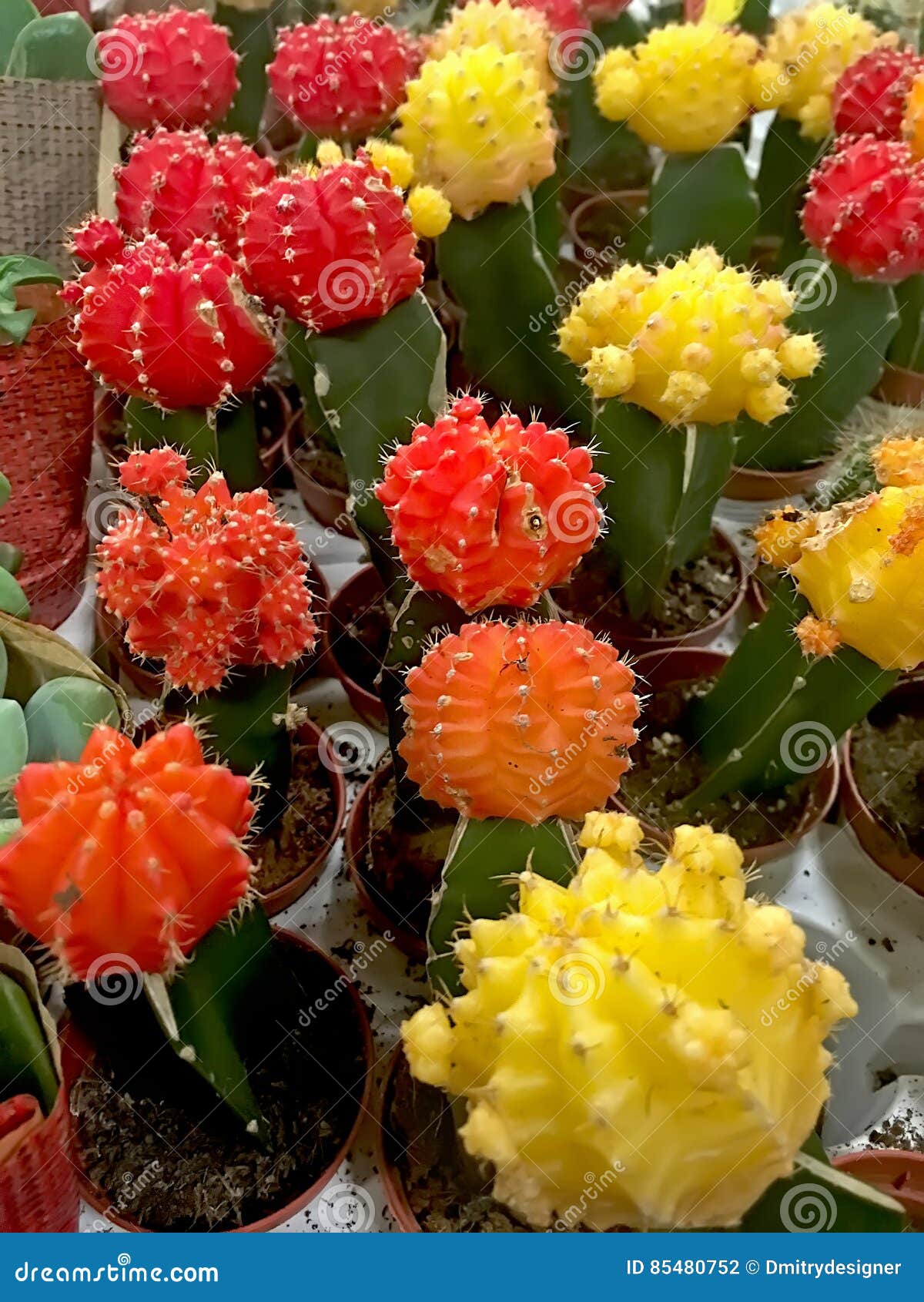 Colorful decorative cacti stock photo. Image of thorn - 85480752