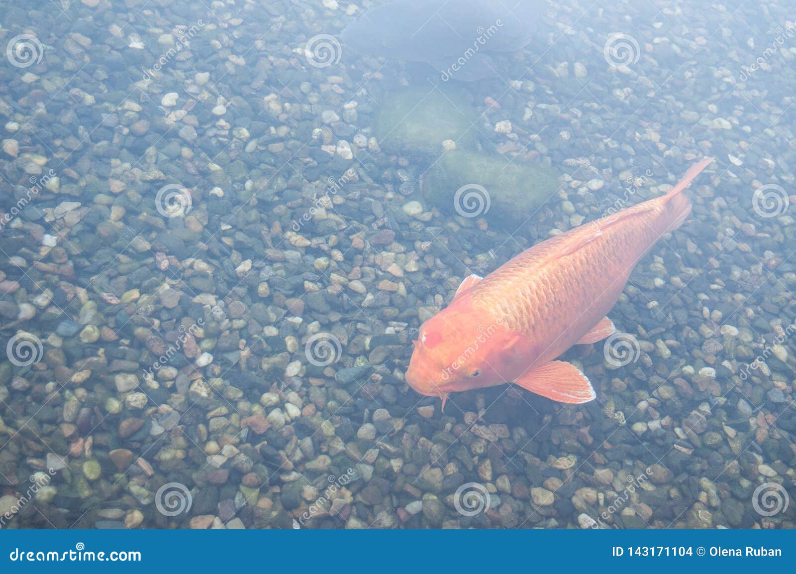 Colorful Decorative Fish Float in Artificial Pond Stock Photo - Image ...
