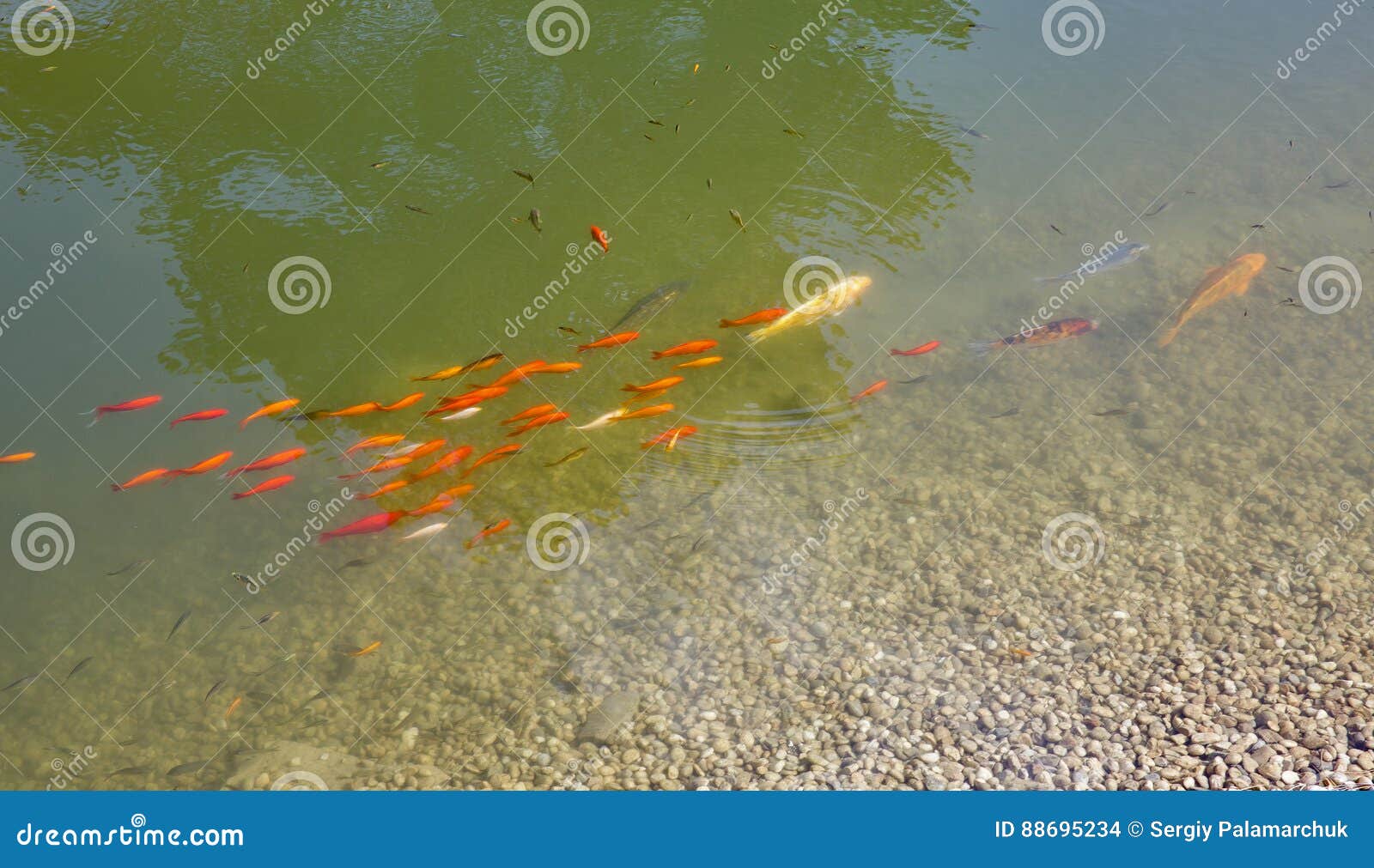Colorful Decorative Fish Float in an Artificial Pond Stock Photo ...