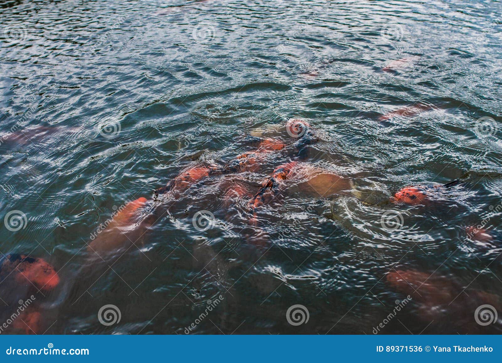 Colorful Decorative Fish Float in an Artificial Pond Stock Photo ...