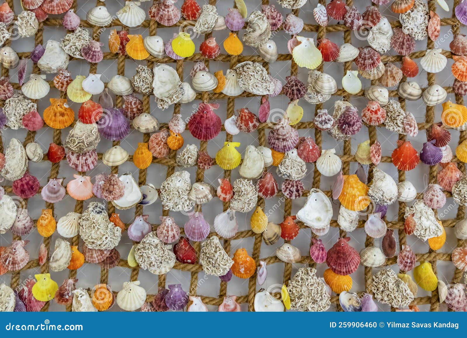 Colorful and Decorative Seashells Stock Photo - Image of elegant ...