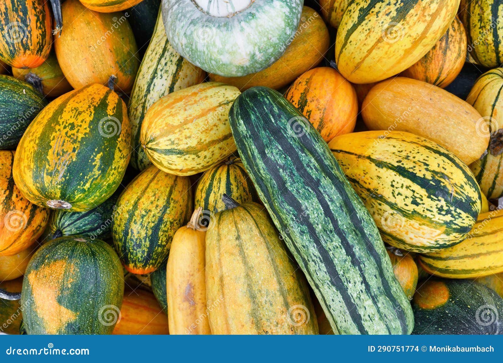 Delicata and Stripetti Squashes with Stripes Stock Photo - Image of ...