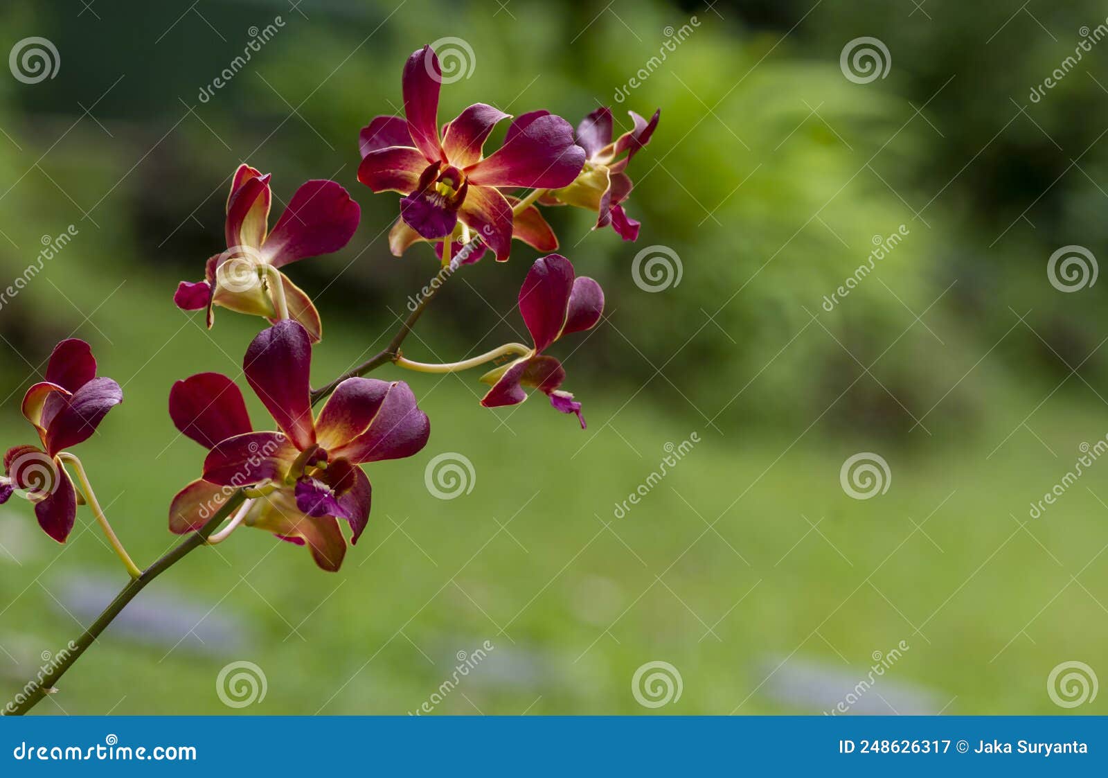 Colorful Dendrobium Morning Sun, in Shallow Focus Stock Image - Image ...