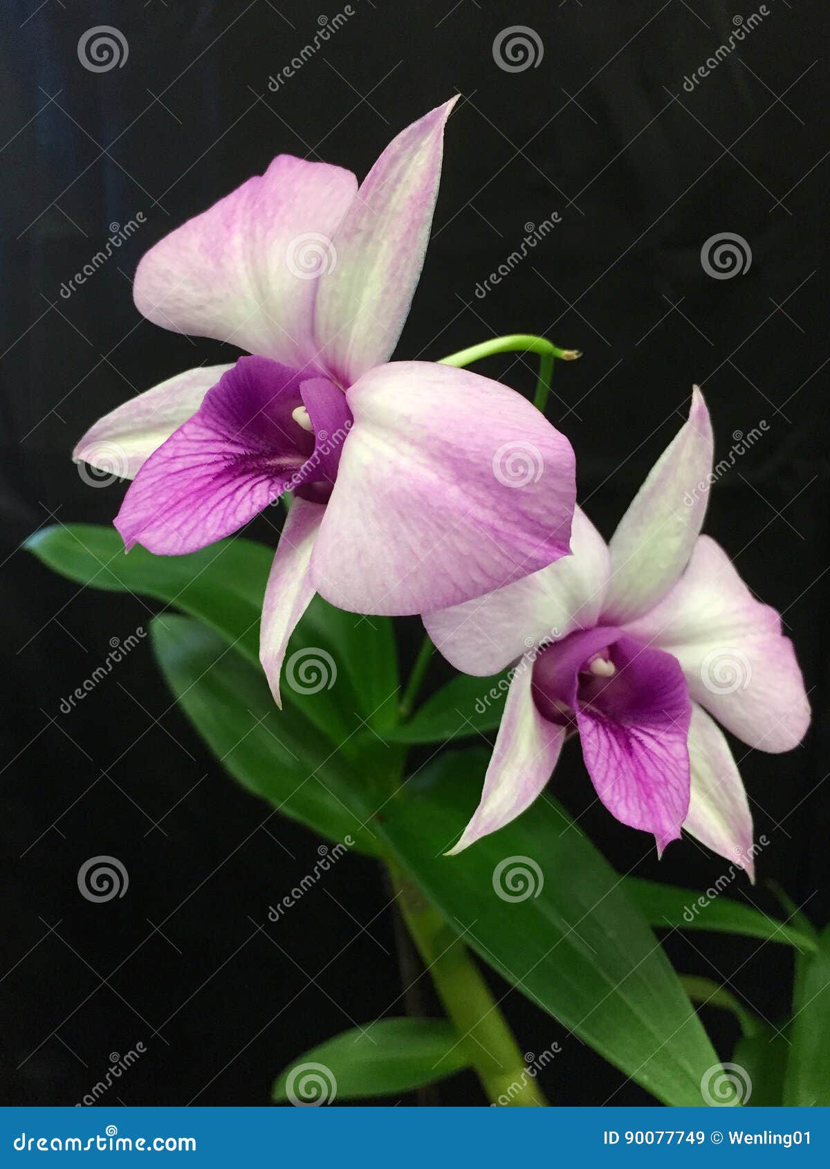 Dendrobium Red Orchids Royalty-Free Stock Photography | CartoonDealer ...