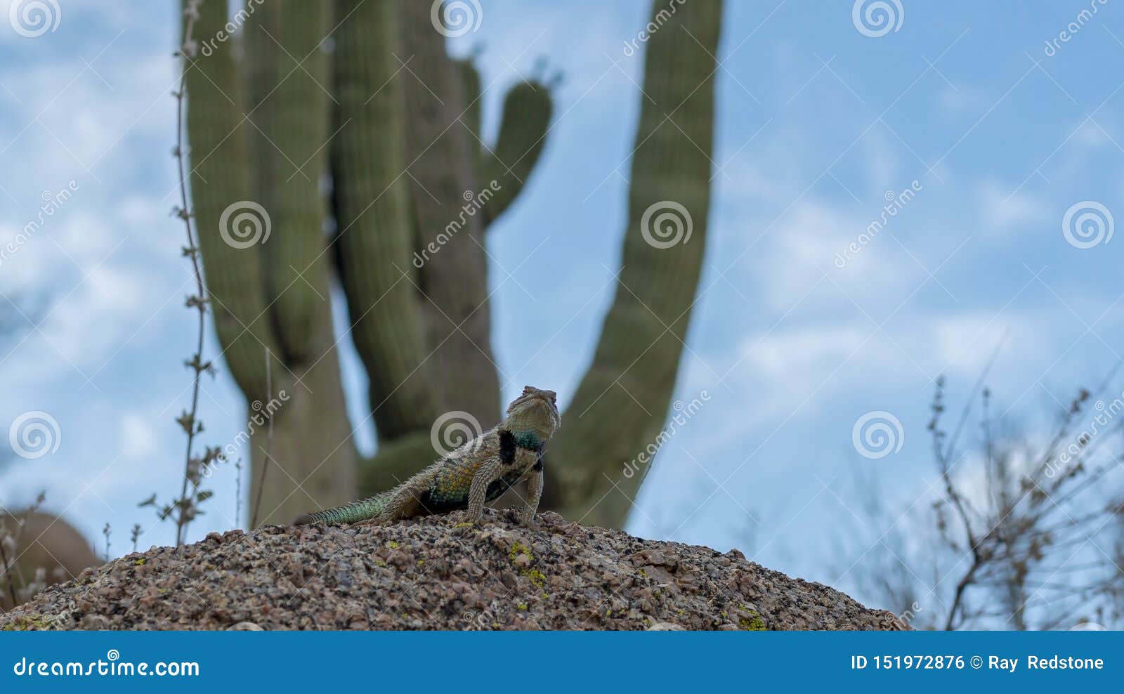 Colorful Desert Lizard with Cactus Stock Photo - Image of native ...