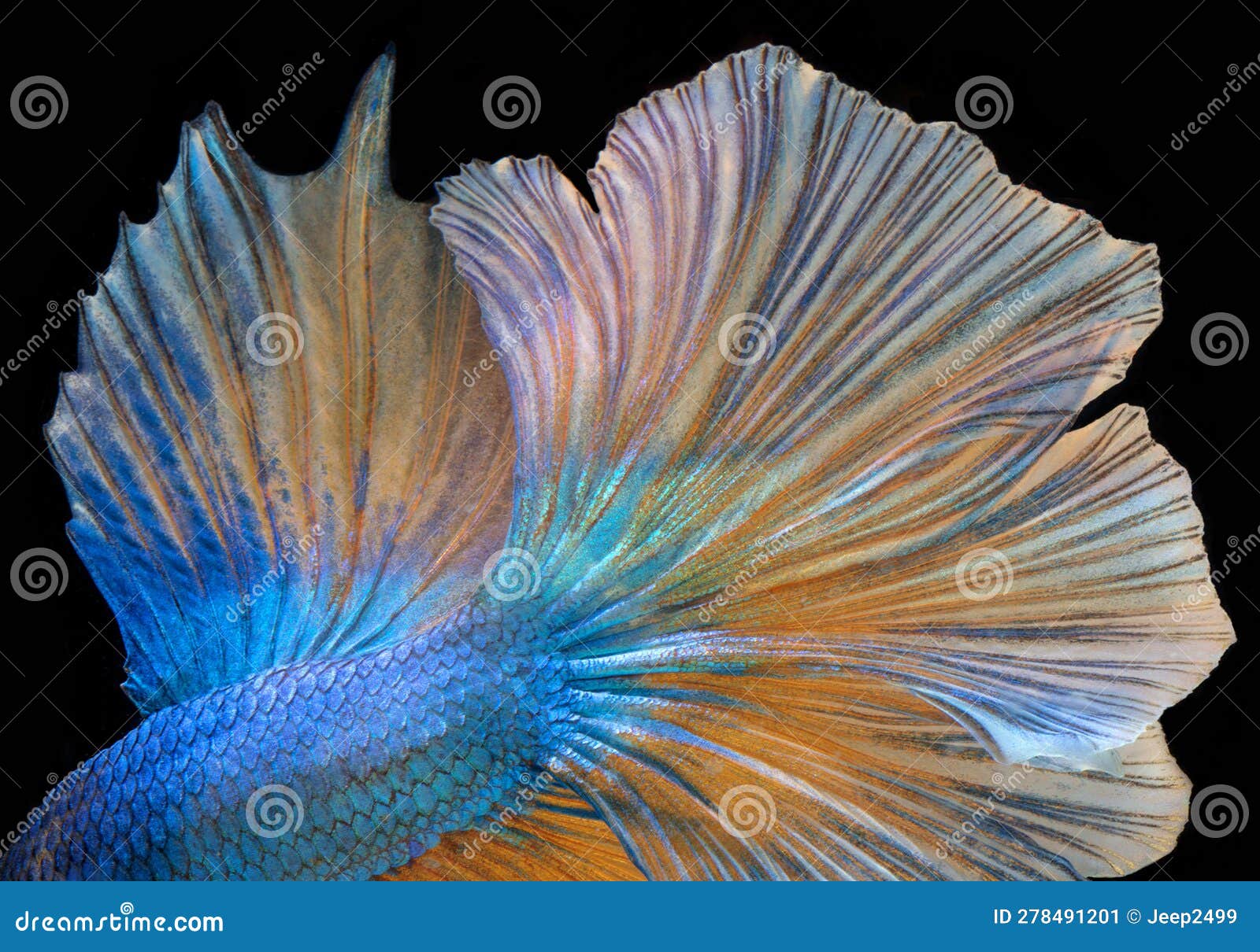 Details Tail of Siamese Fighting Fish. Stock Image - Image of ...