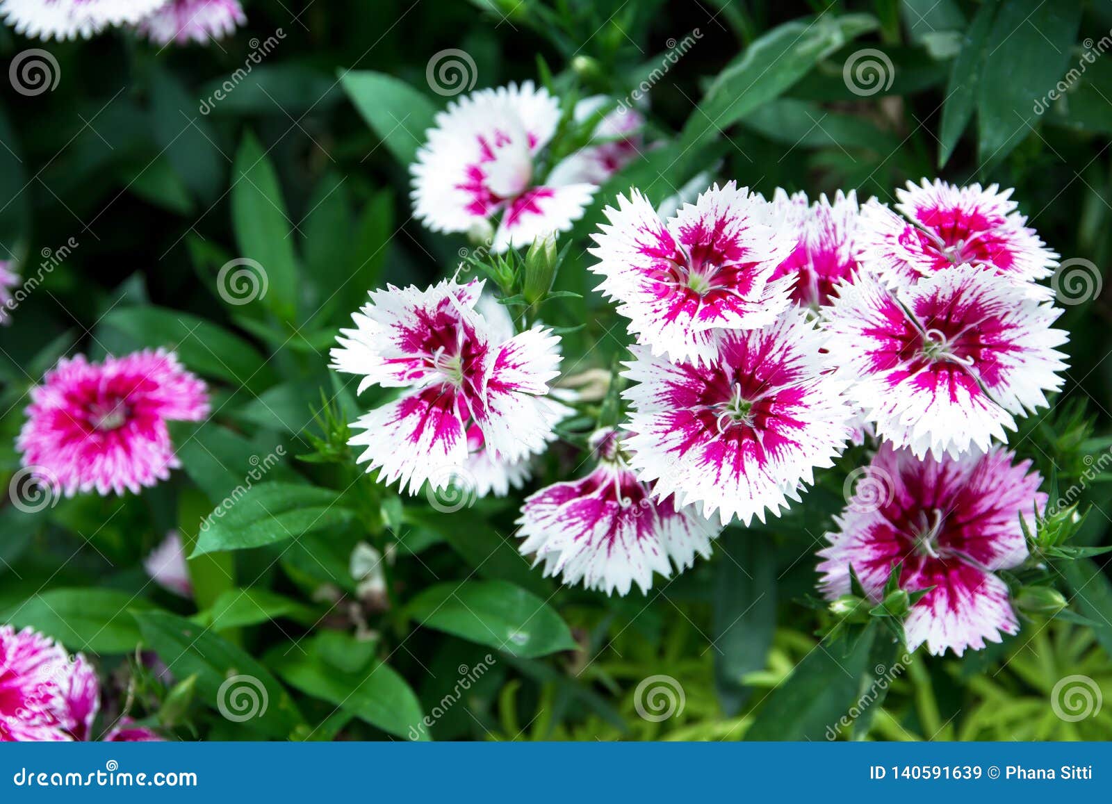 Colorful Dianthus Flower in the Park Dianthus Sp. CARYOPHYLLACEAE Stock ...